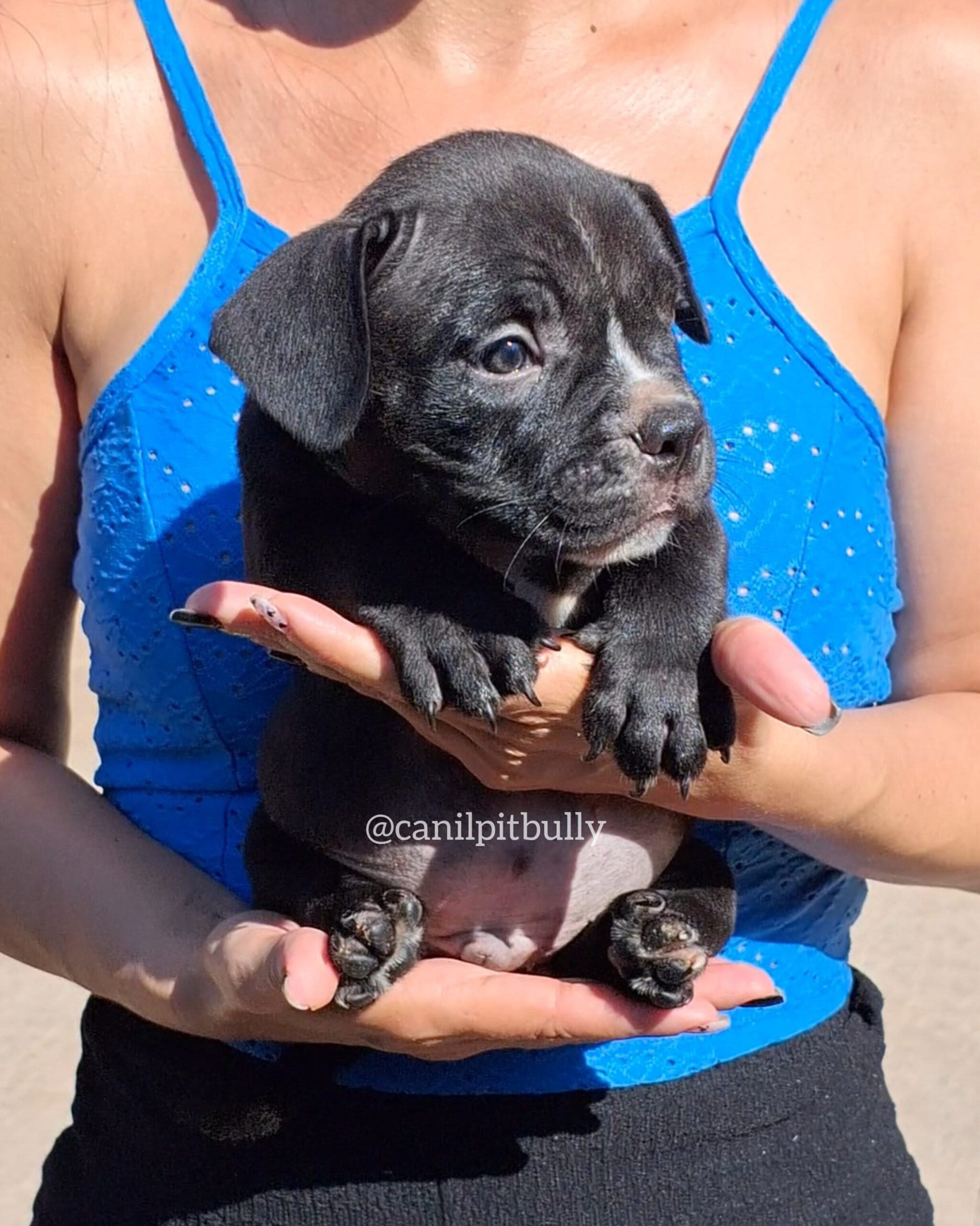 Filhotes de American Bully - Canil PITBULLY Filhotes de American Bully - Canil PITBULLY