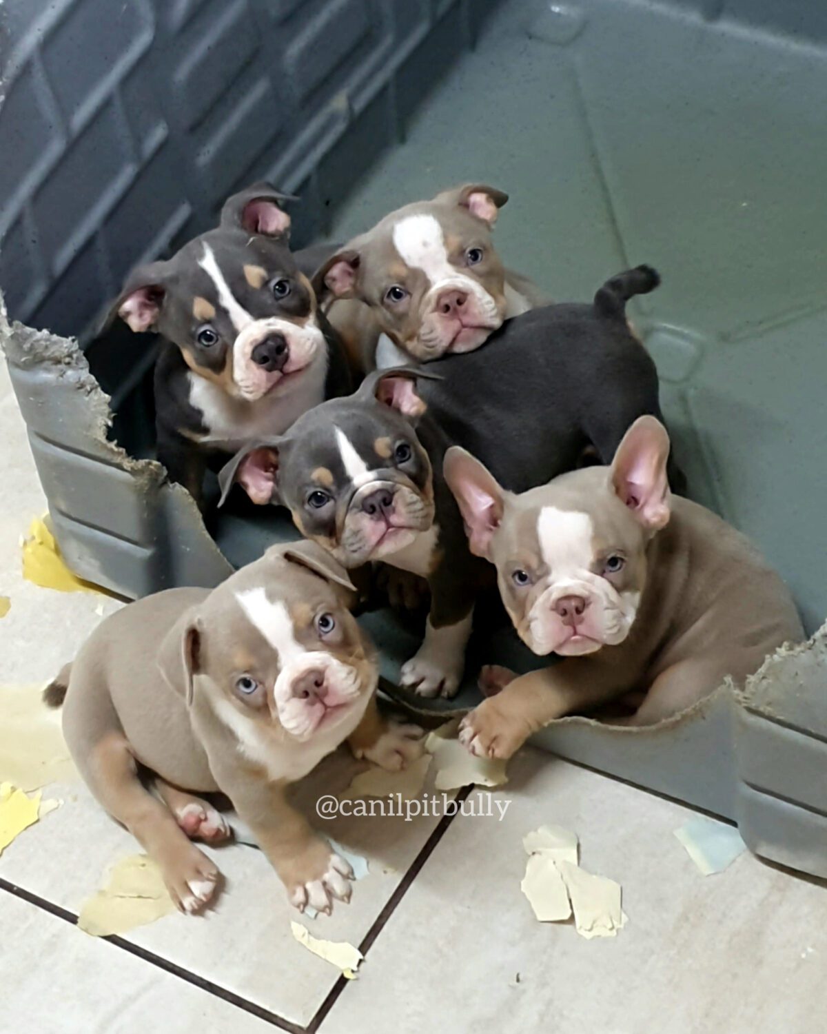 Encontre o filhote de american bully dos seus sonhos - Canil PITBULLY