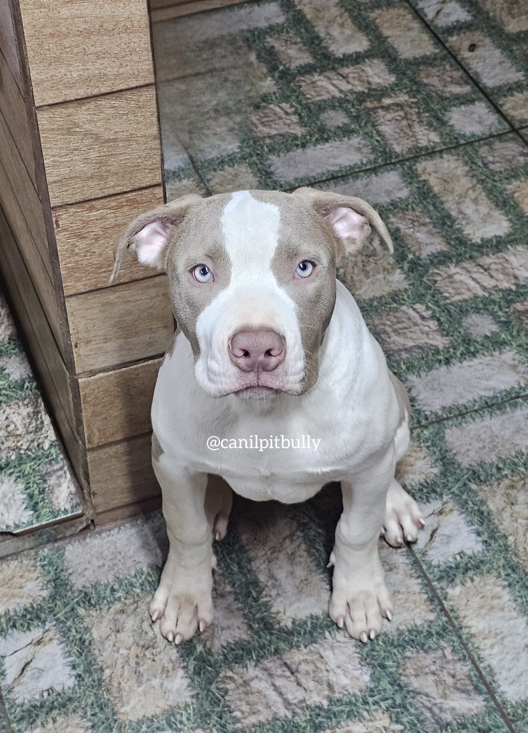 Filhotes de Pit bull Monster e American Bully - Canil PITBULLY