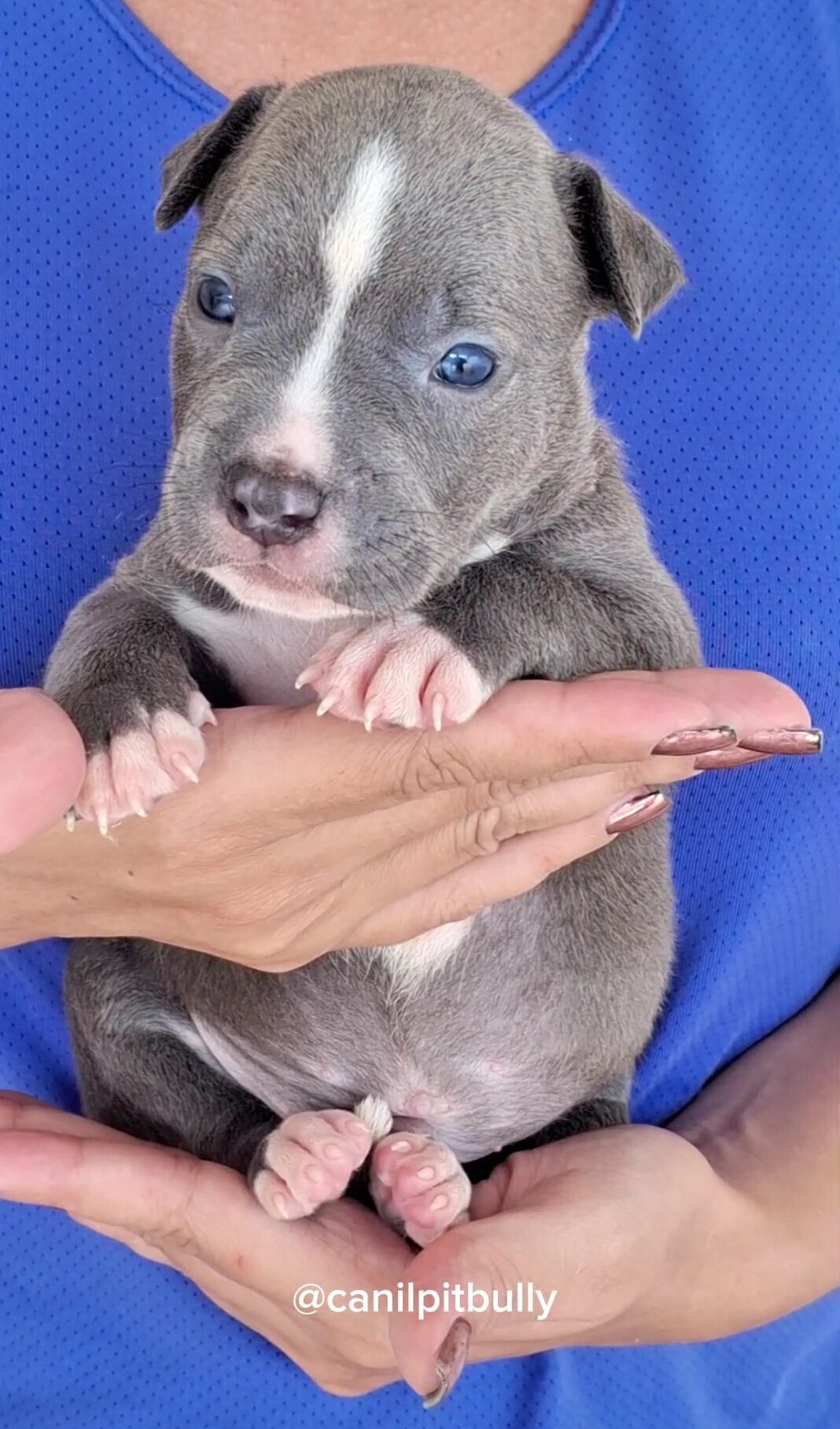 Filhotes de American Bully - Canil PITBULLY