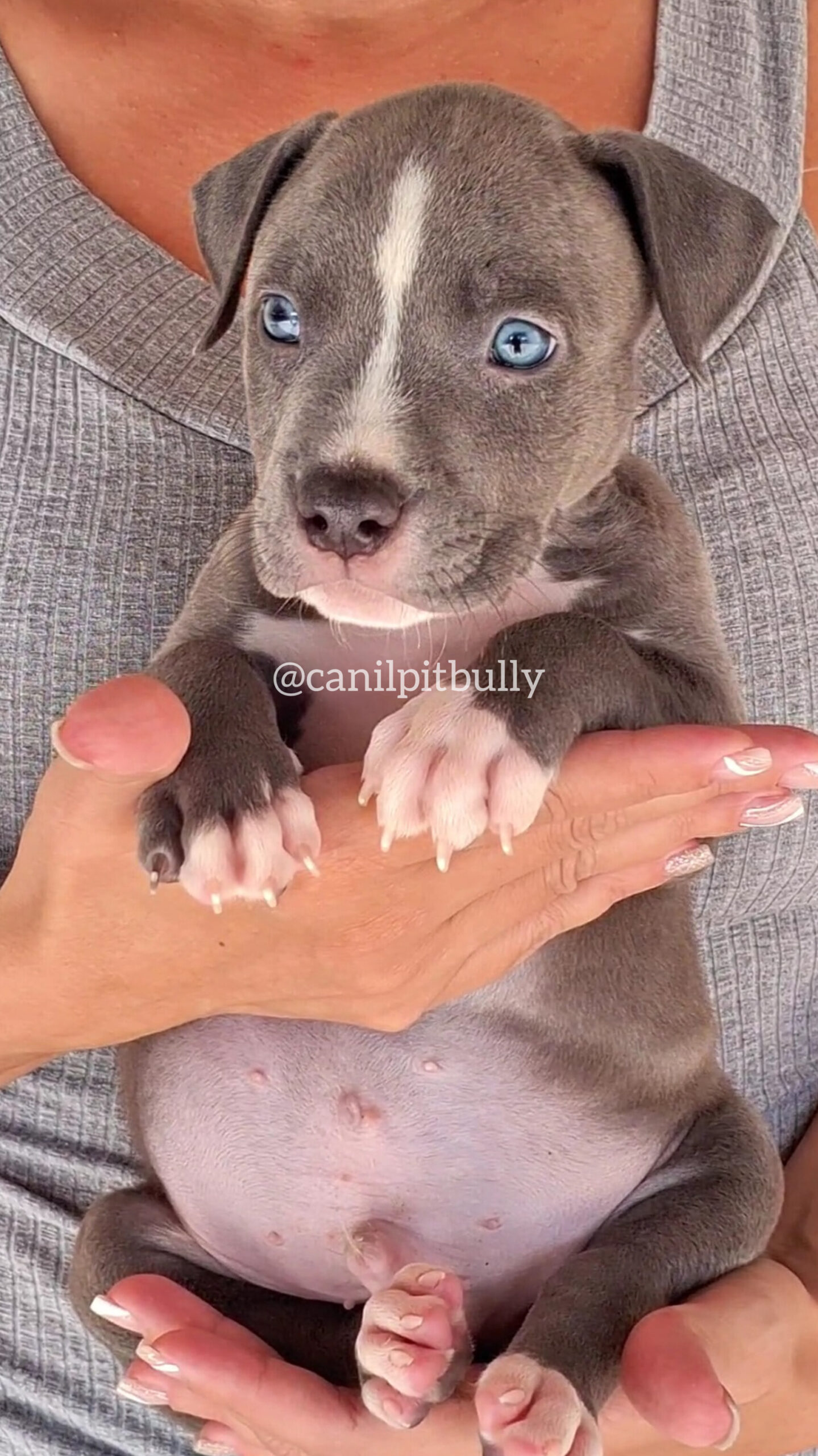 Pit Monster Archives - Canil PITBULLY