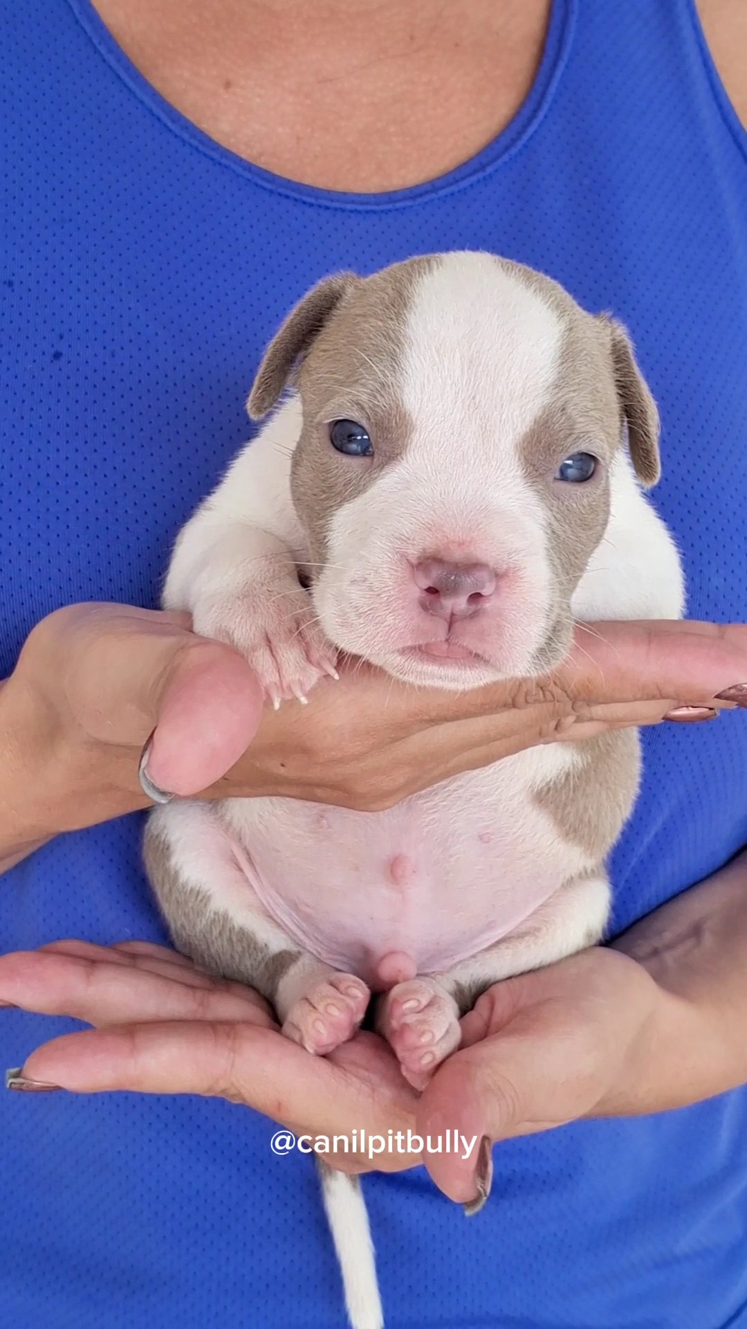 Filhotes de Pit bull Monster e American Bully - Canil PITBULLY