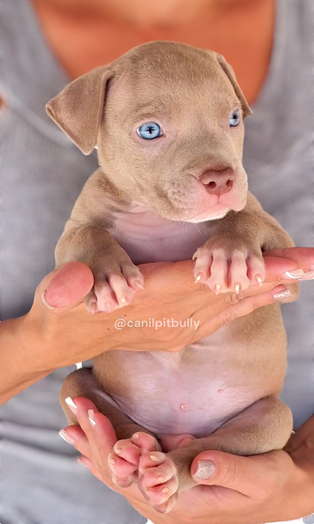 Pit Monster Archives - Canil PITBULLY