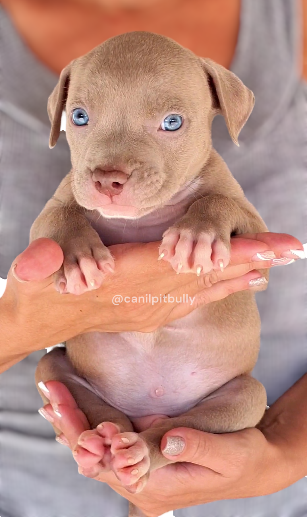 Pit Monster Archives - Canil PITBULLY