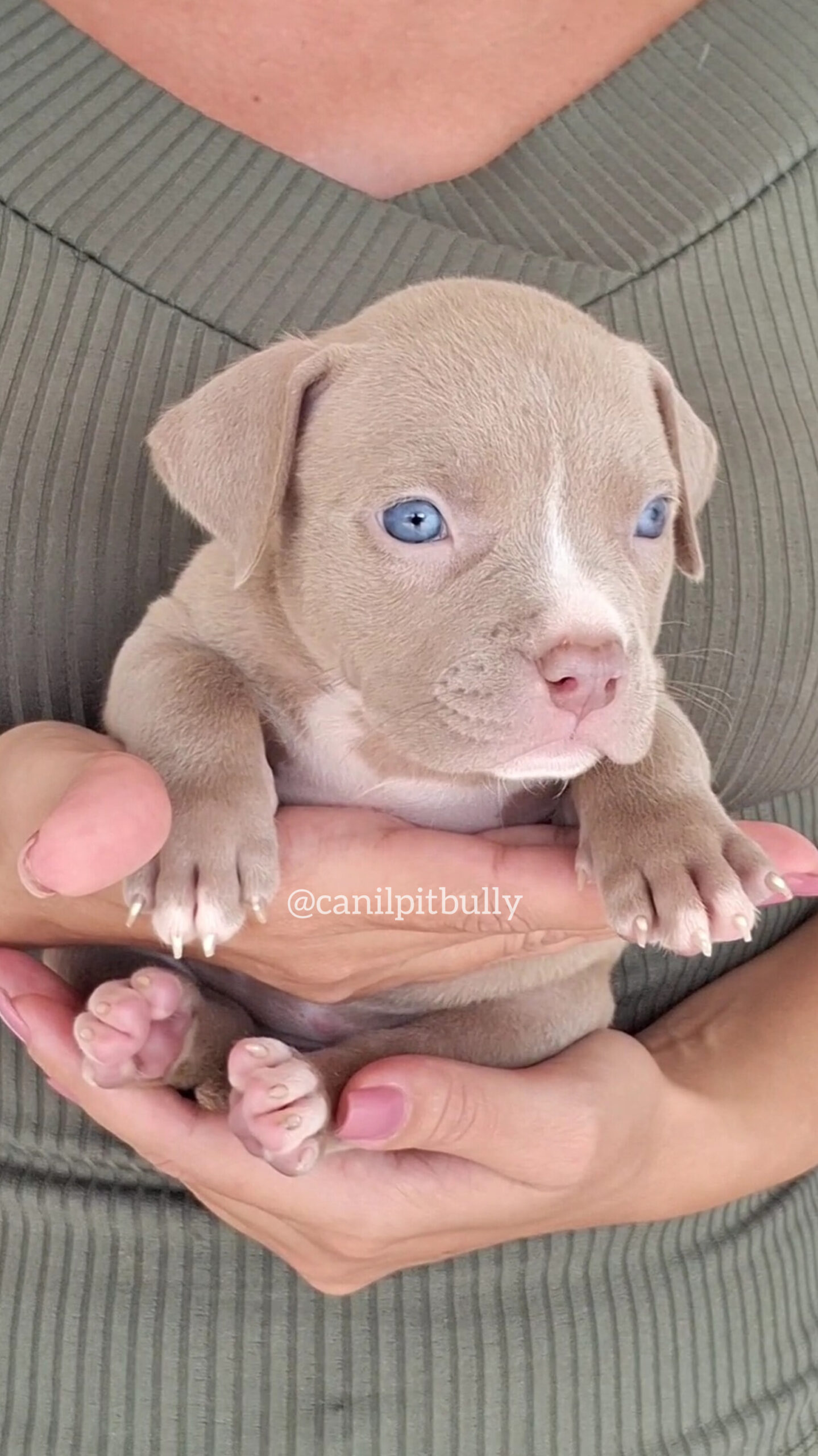 Filhotes de Pit bull Monster e American Bully - Canil PITBULLY