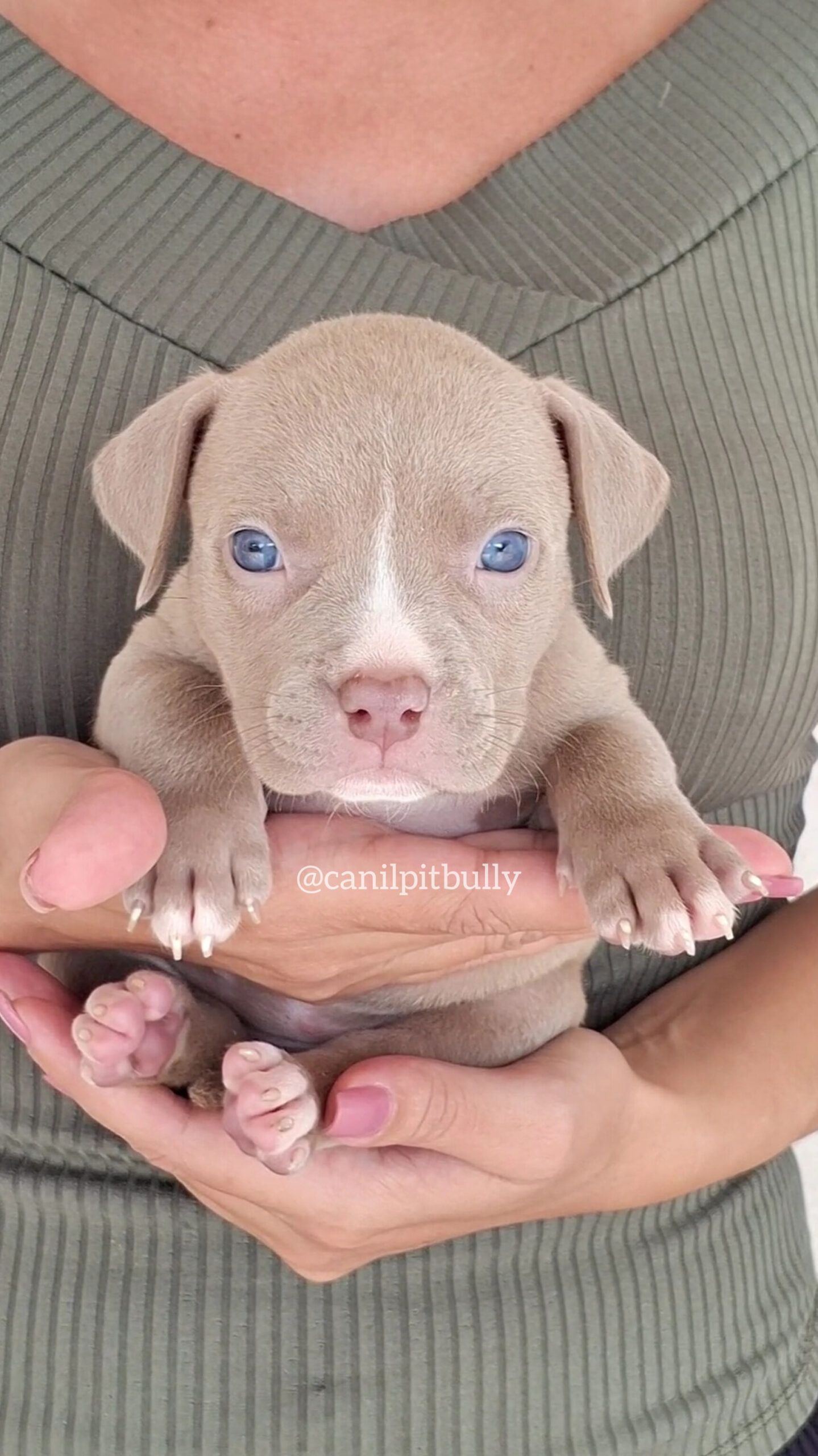 Filhotes de Pit bull Monster e American Bully - Canil PITBULLY