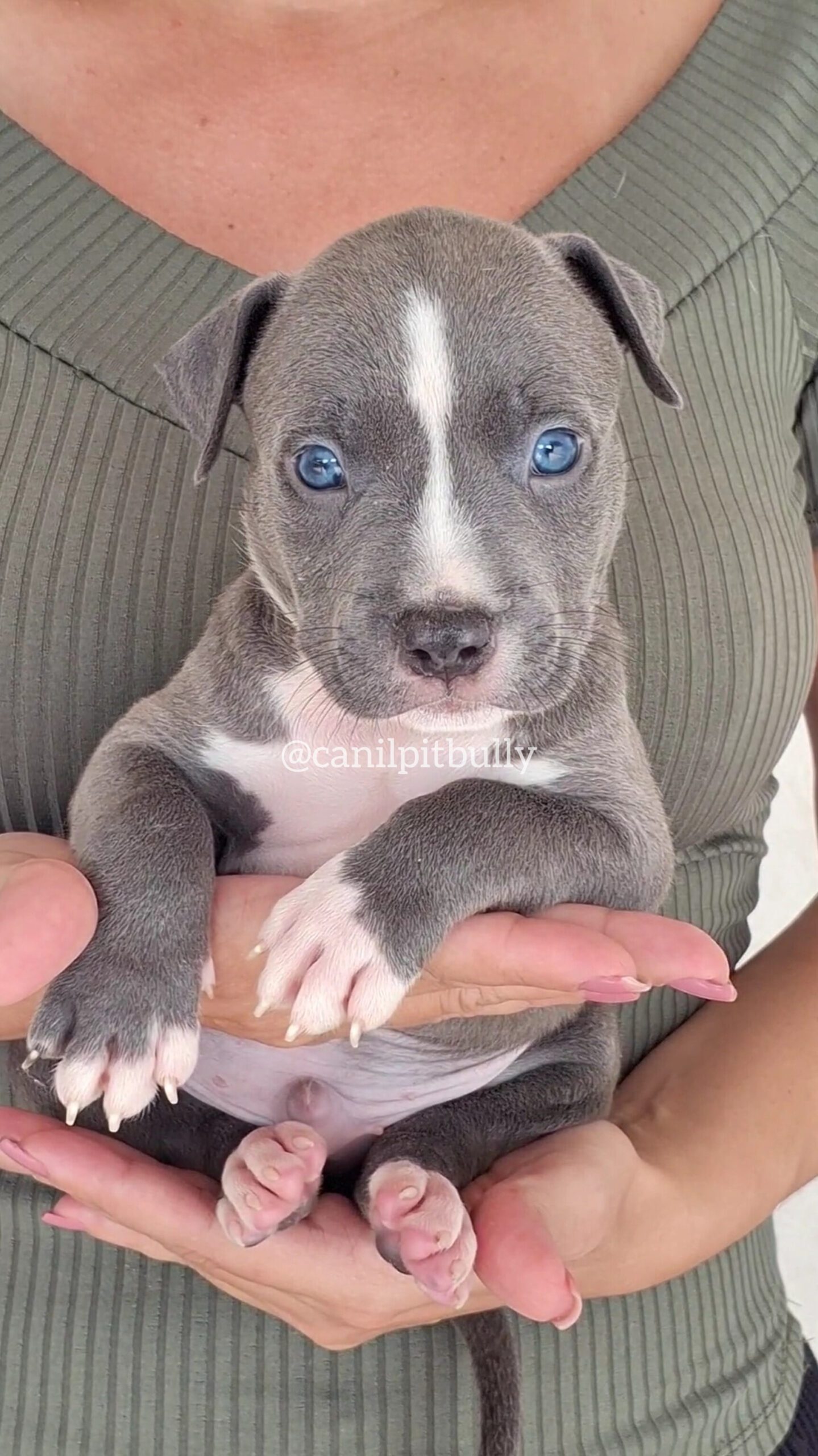 Filhotes de Pit bull Monster e American Bully - Canil PITBULLY