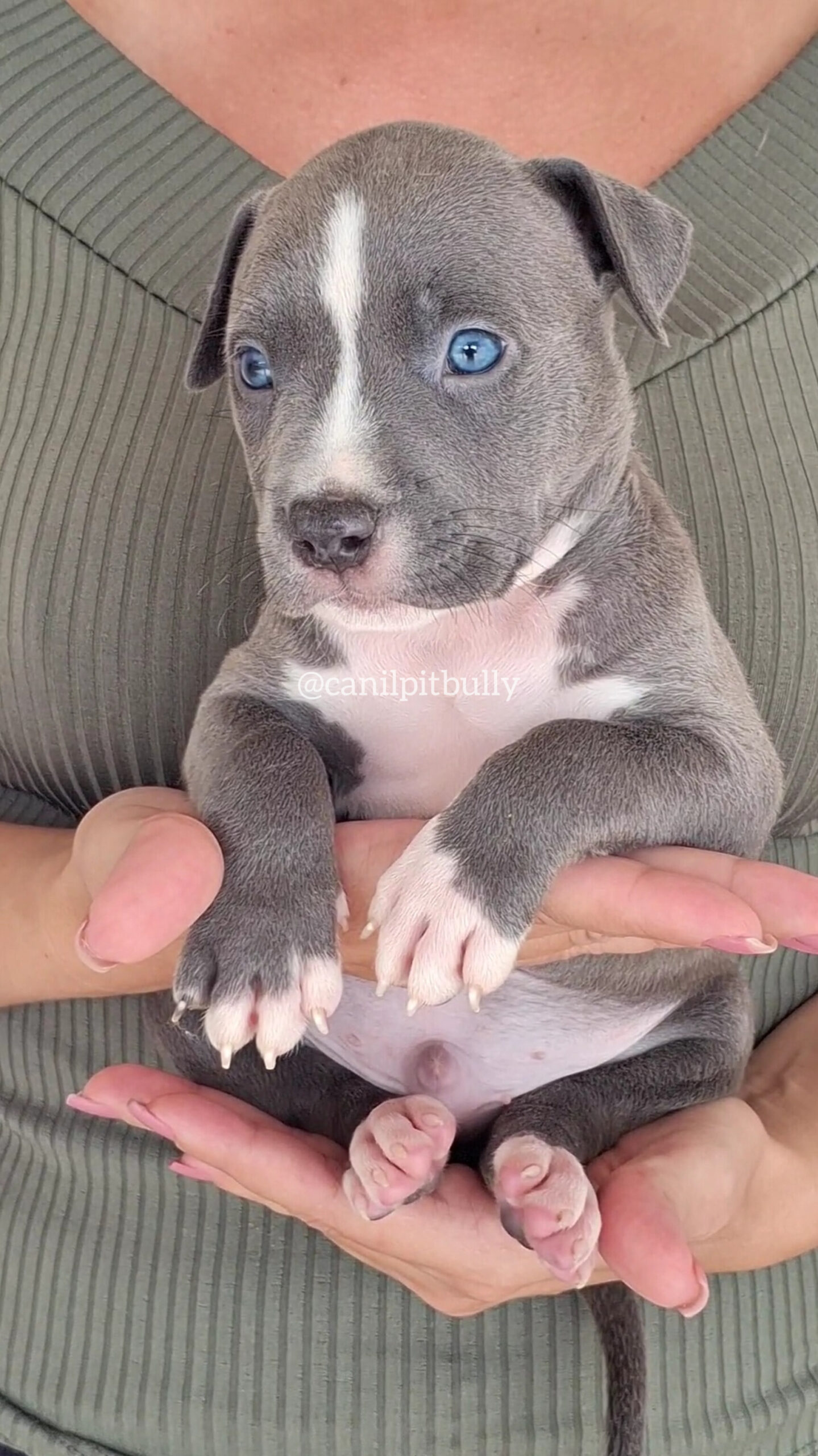 Filhotes de Pit bull Monster e American Bully - Canil PITBULLY