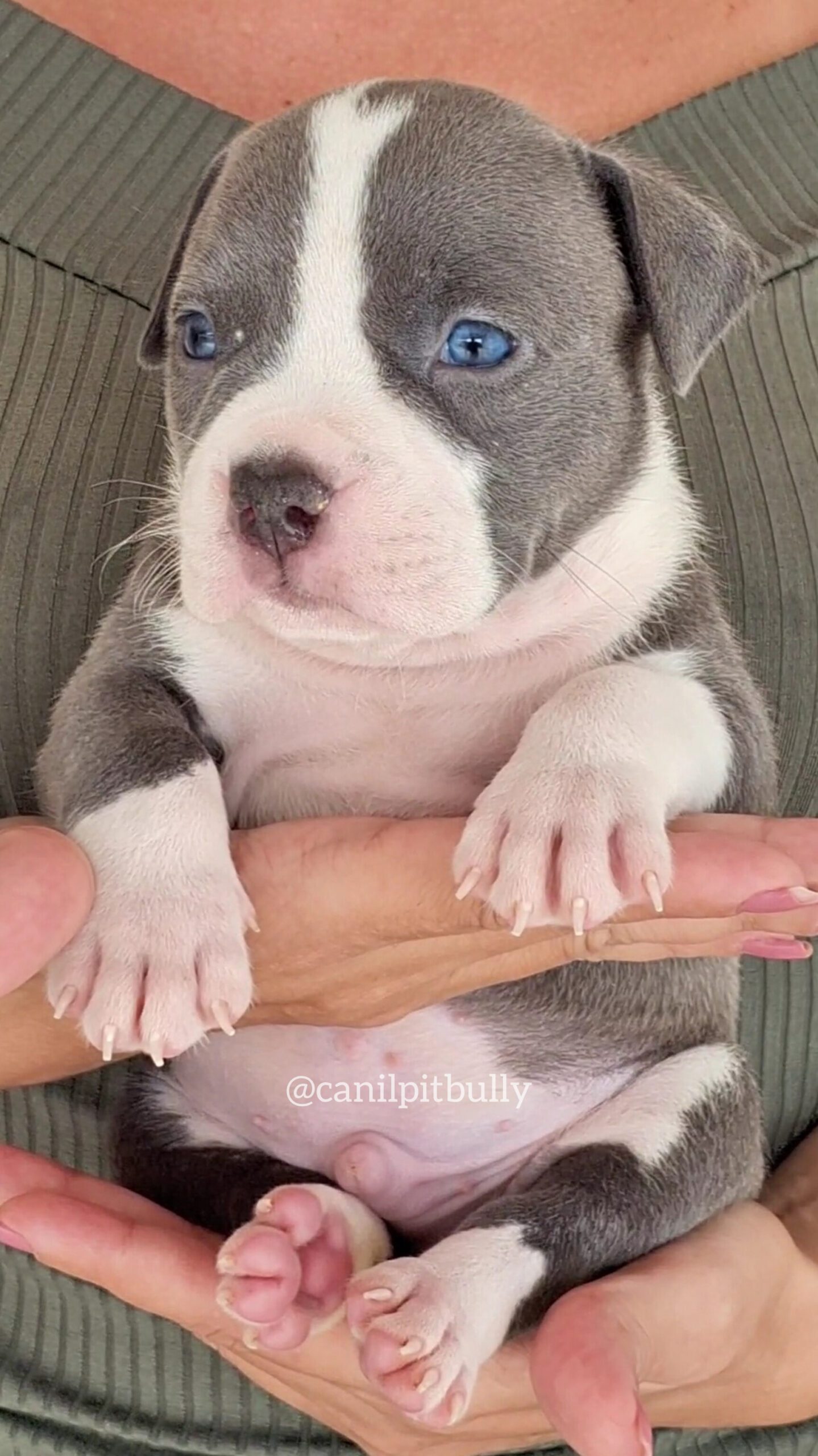 Filhotes de Pit bull Monster e American Bully - Canil PITBULLY