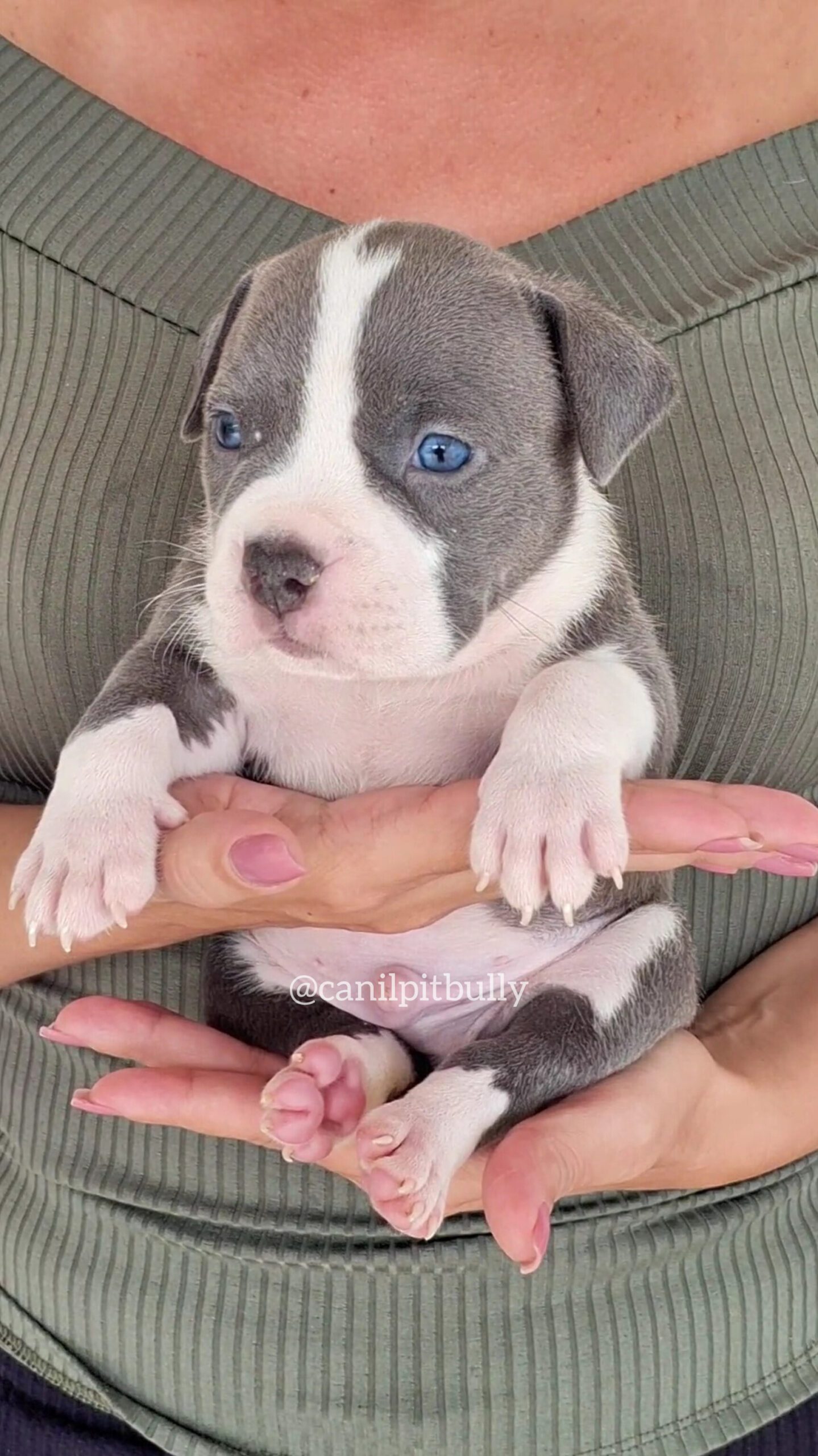 Filhotes de Pit bull Monster e American Bully - Canil PITBULLY