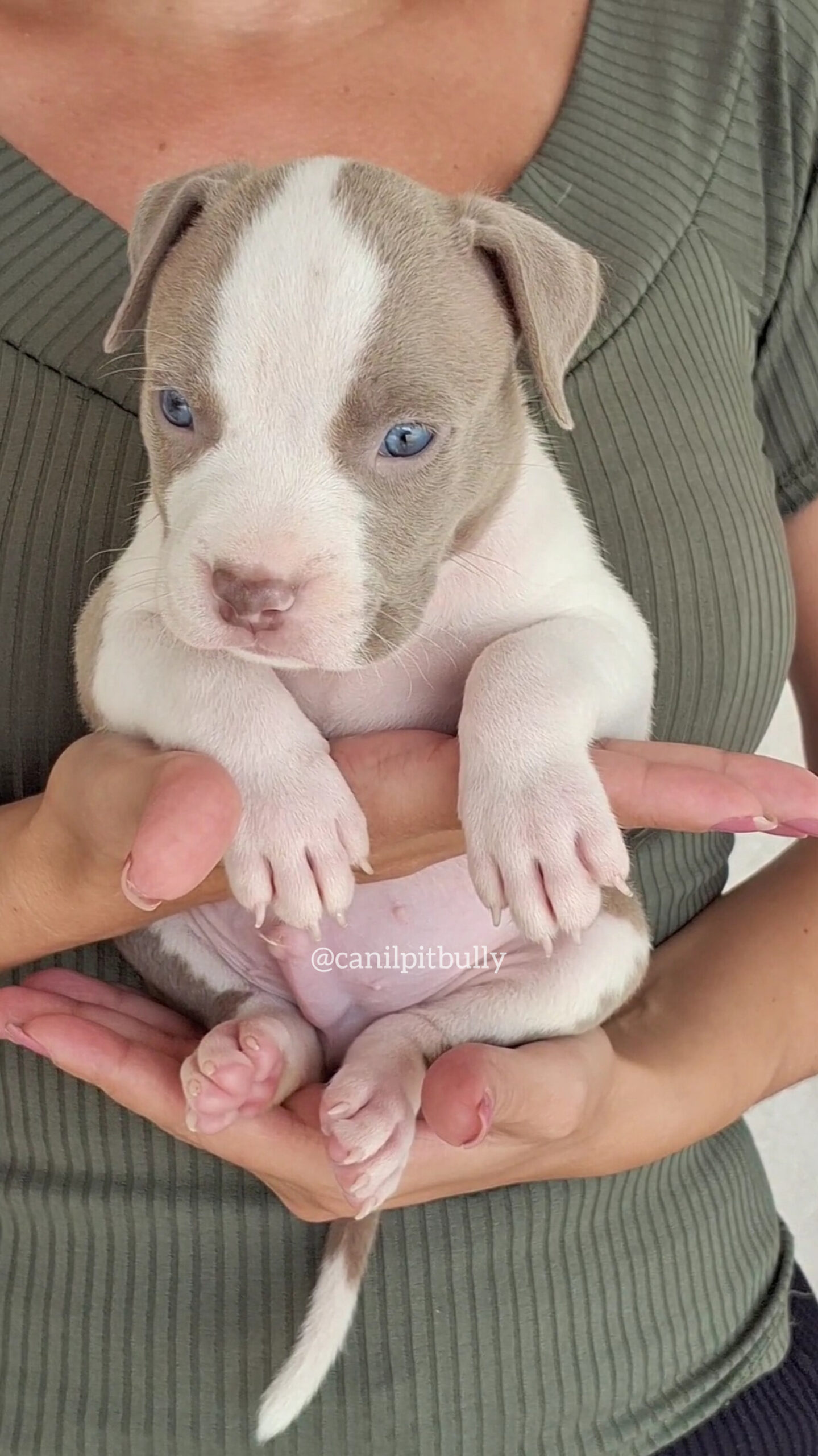 Filhotes de Pit bull Monster e American Bully - Canil PITBULLY