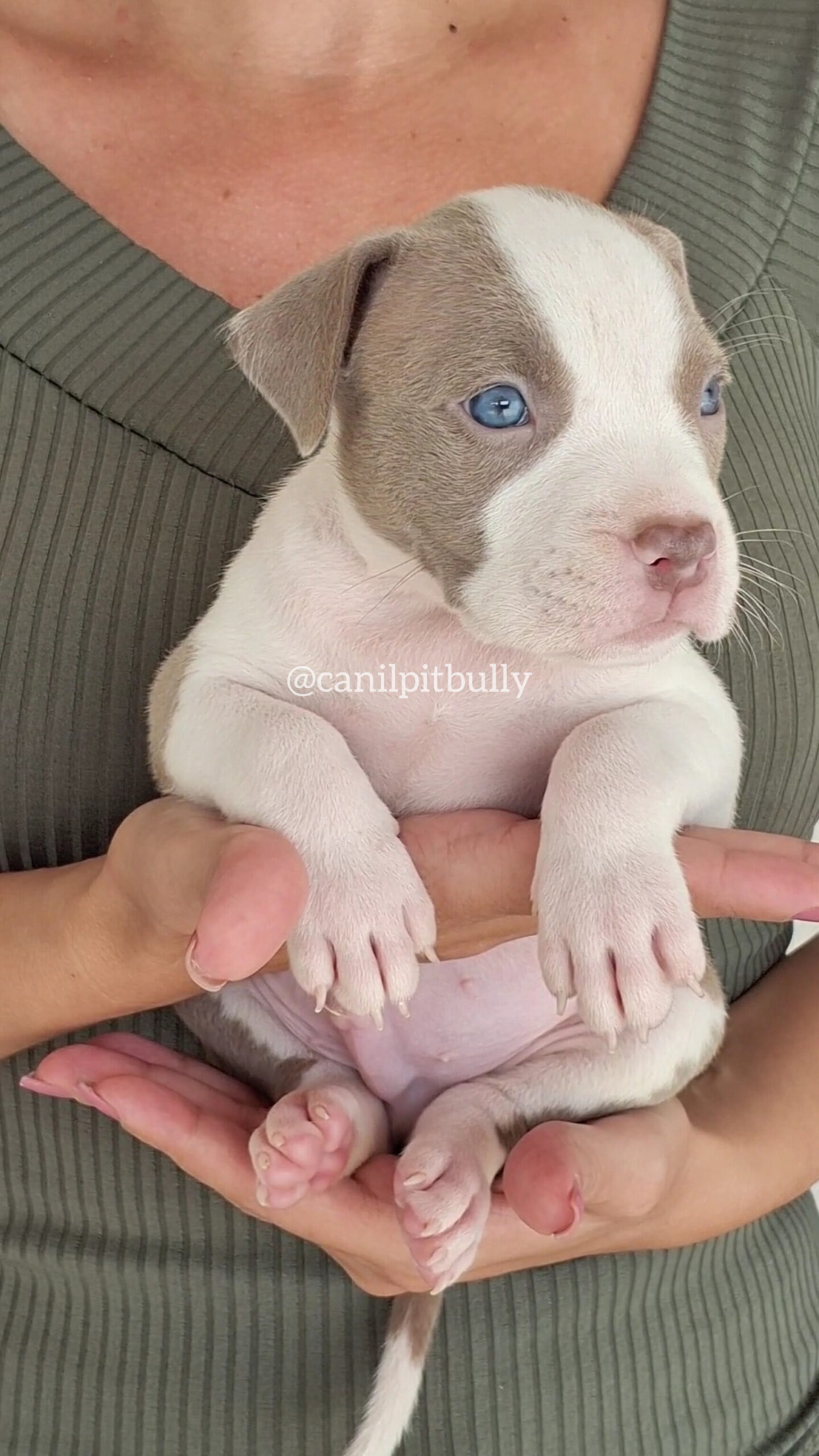 Filhotes de Pit bull Monster e American Bully - Canil PITBULLY