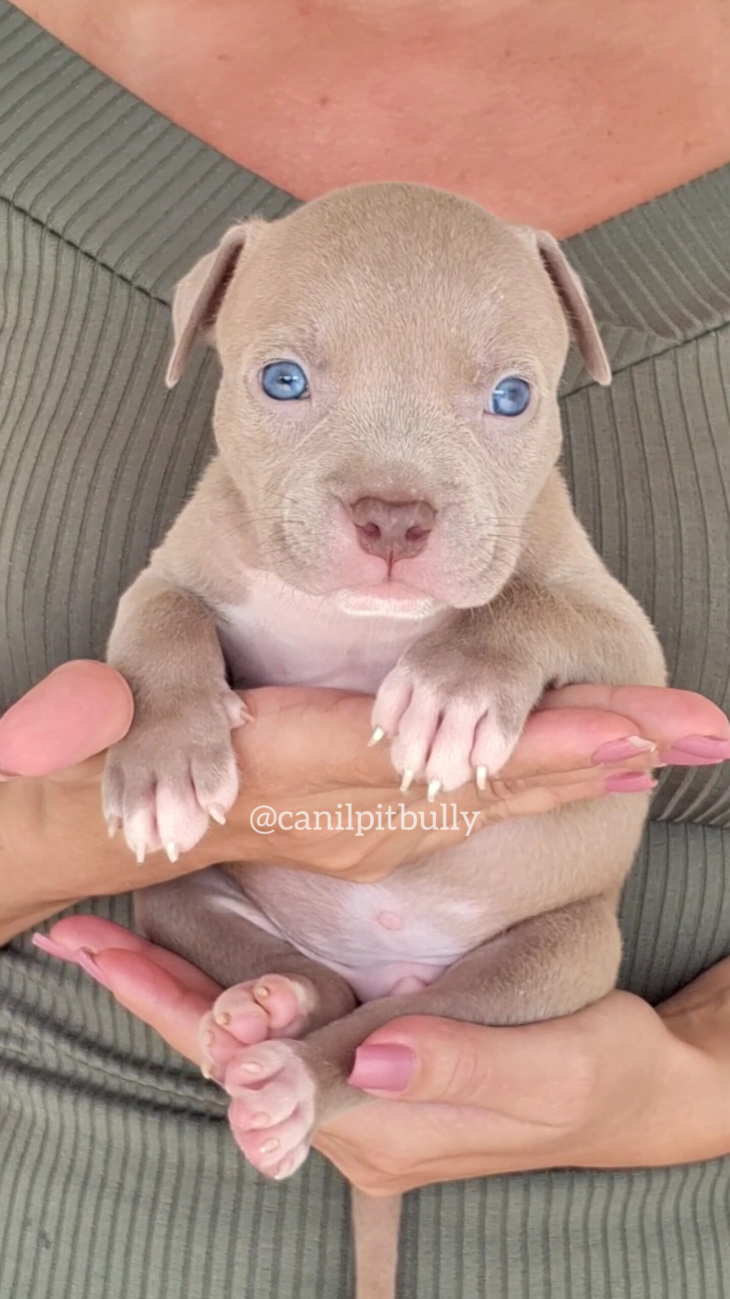 Filhotes de Pit bull Monster e American Bully - Canil PITBULLY