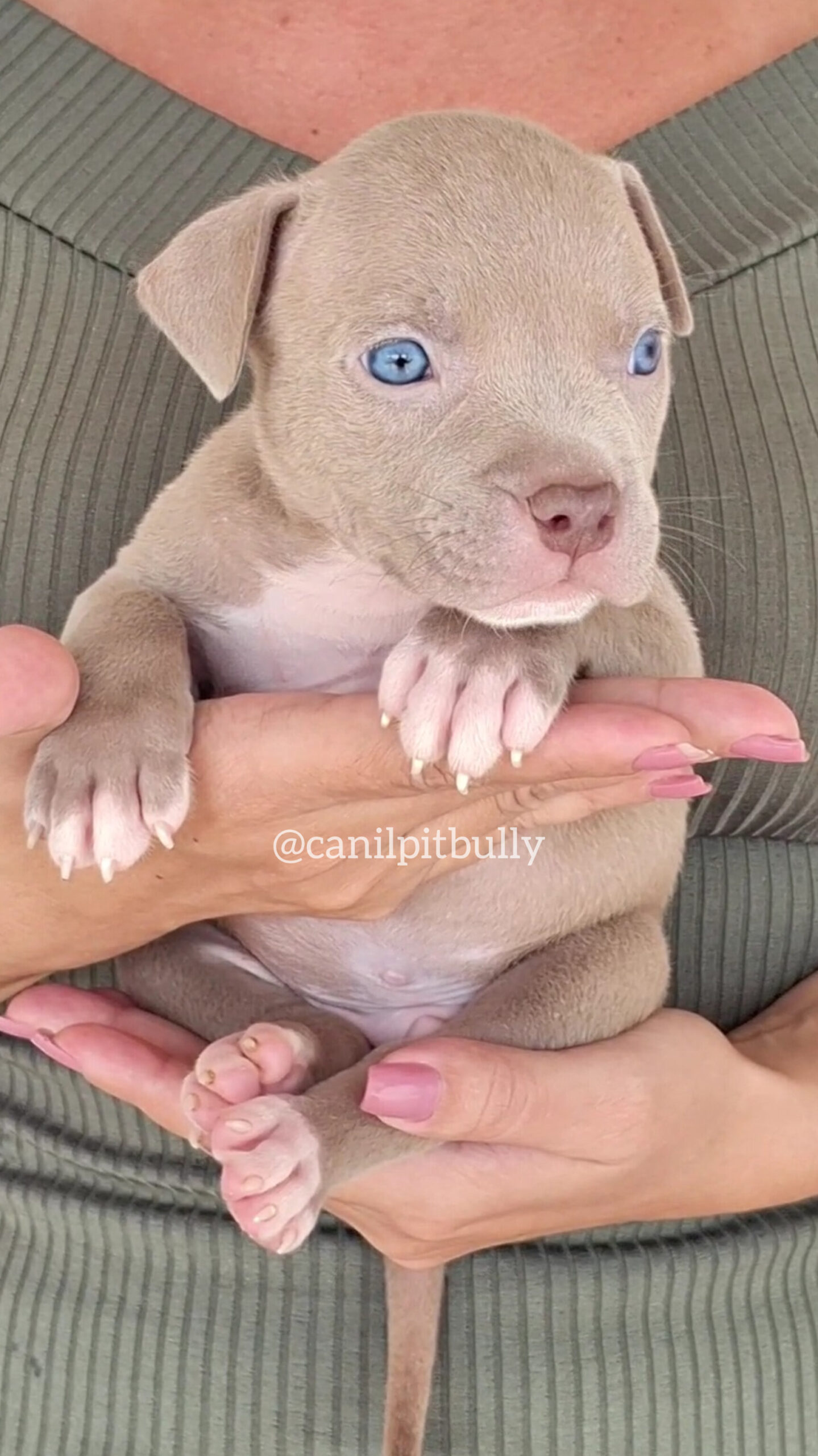 Filhotes de Pit bull Monster e American Bully - Canil PITBULLY