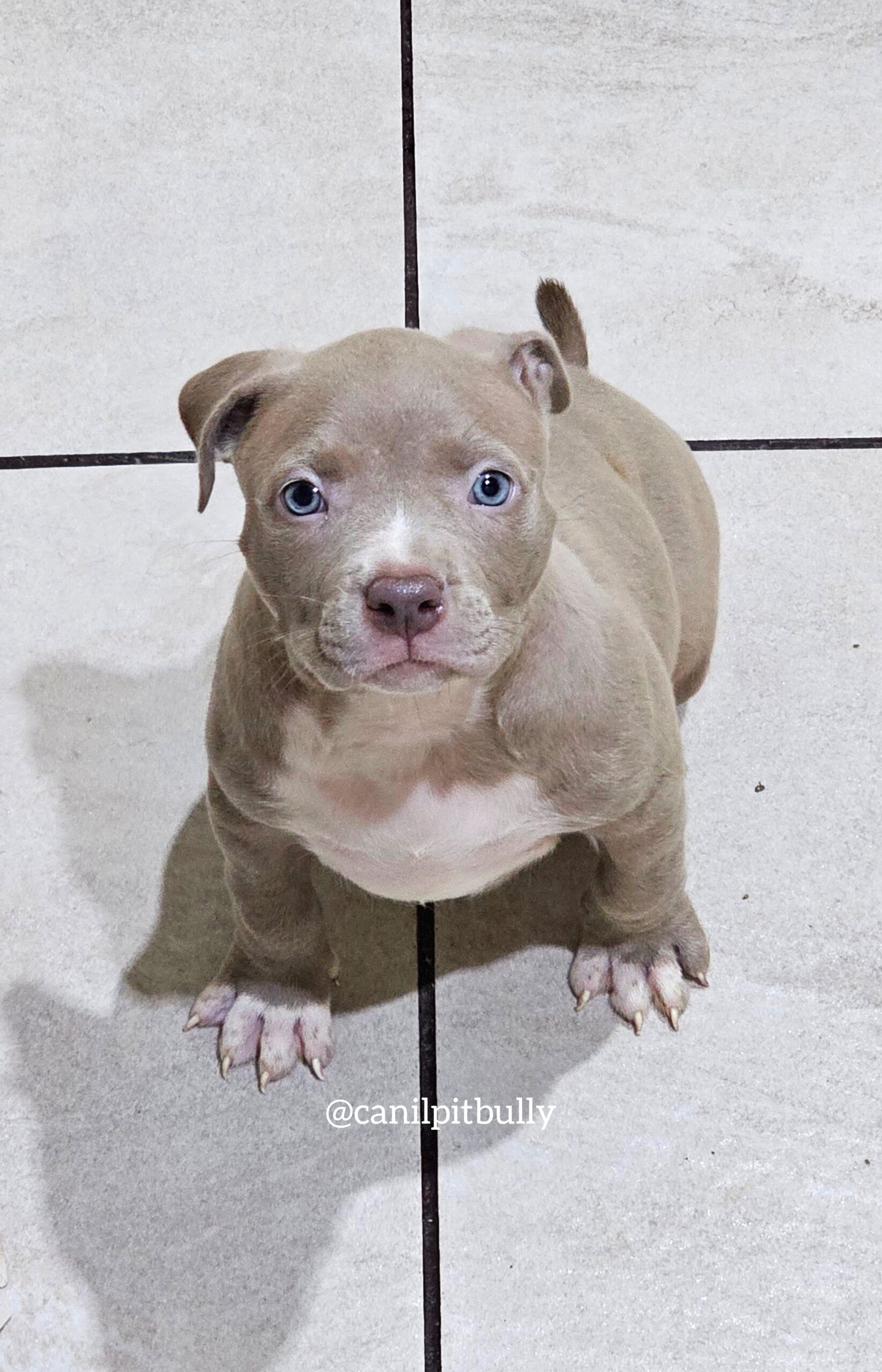 Pit Monster Archives - Canil PITBULLY