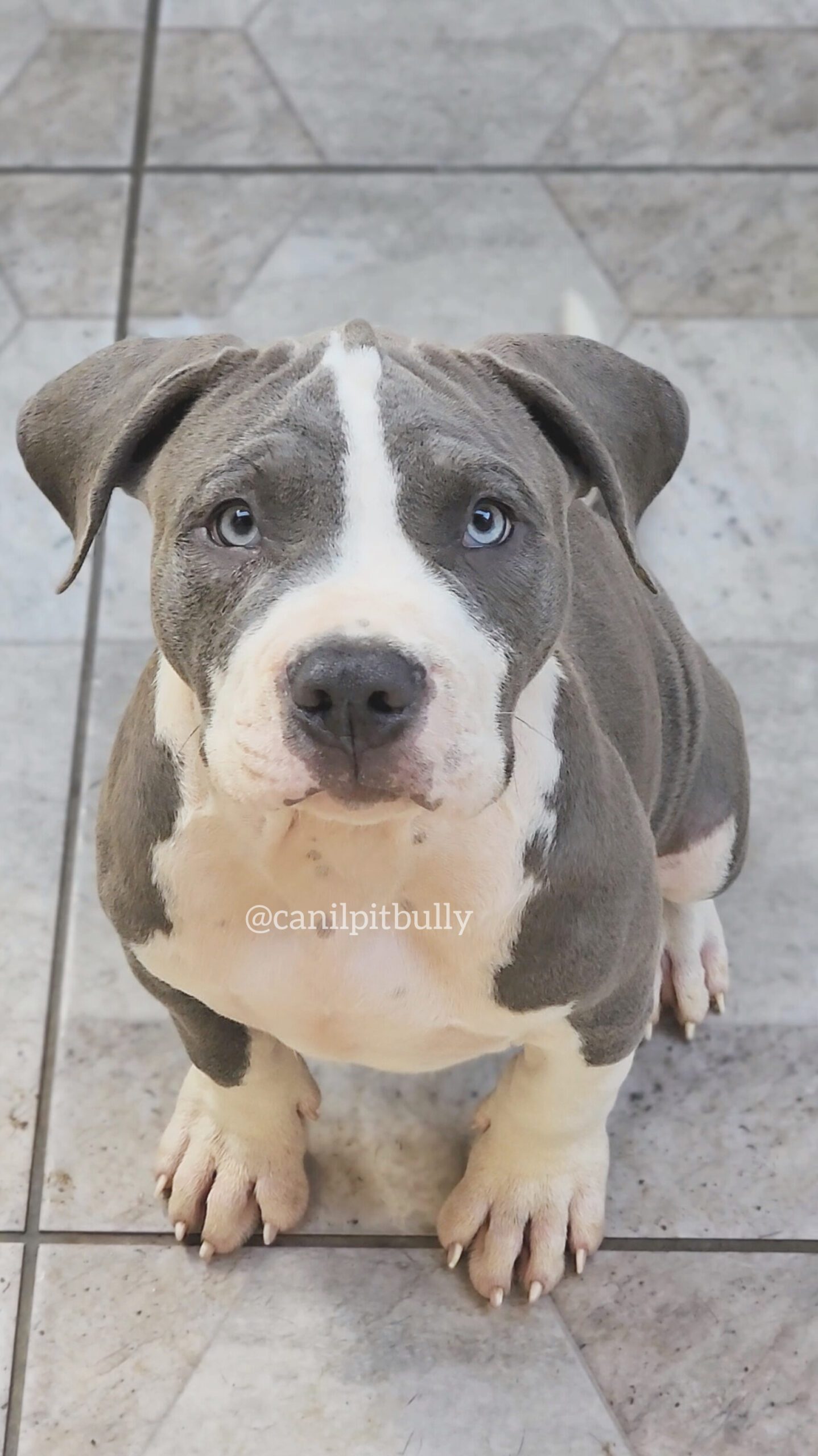 Filhotes de Pit bull Monster e American Bully - Canil PITBULLY