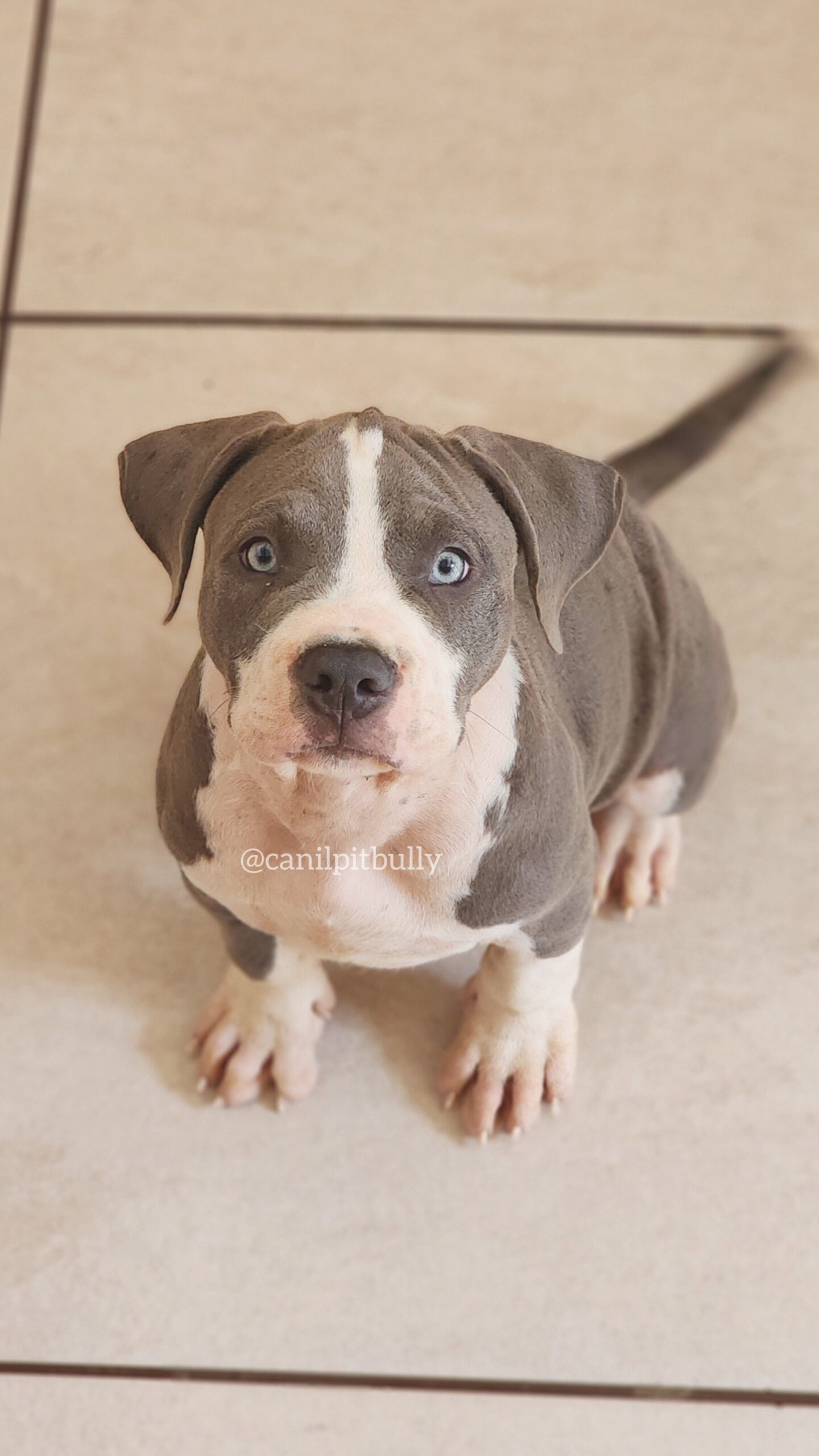 Filhotes de Pit bull Monster e American Bully - Canil PITBULLY