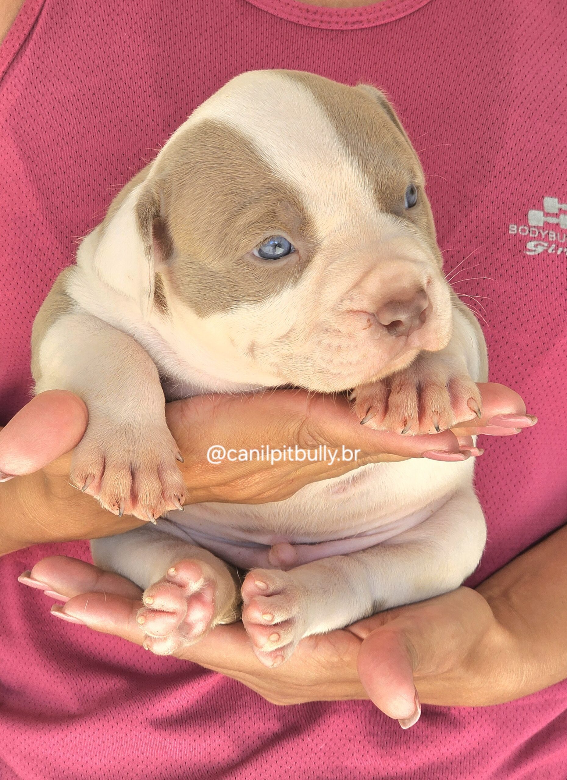 Filhotes de Pit bull Monster e American Bully - Canil PITBULLY