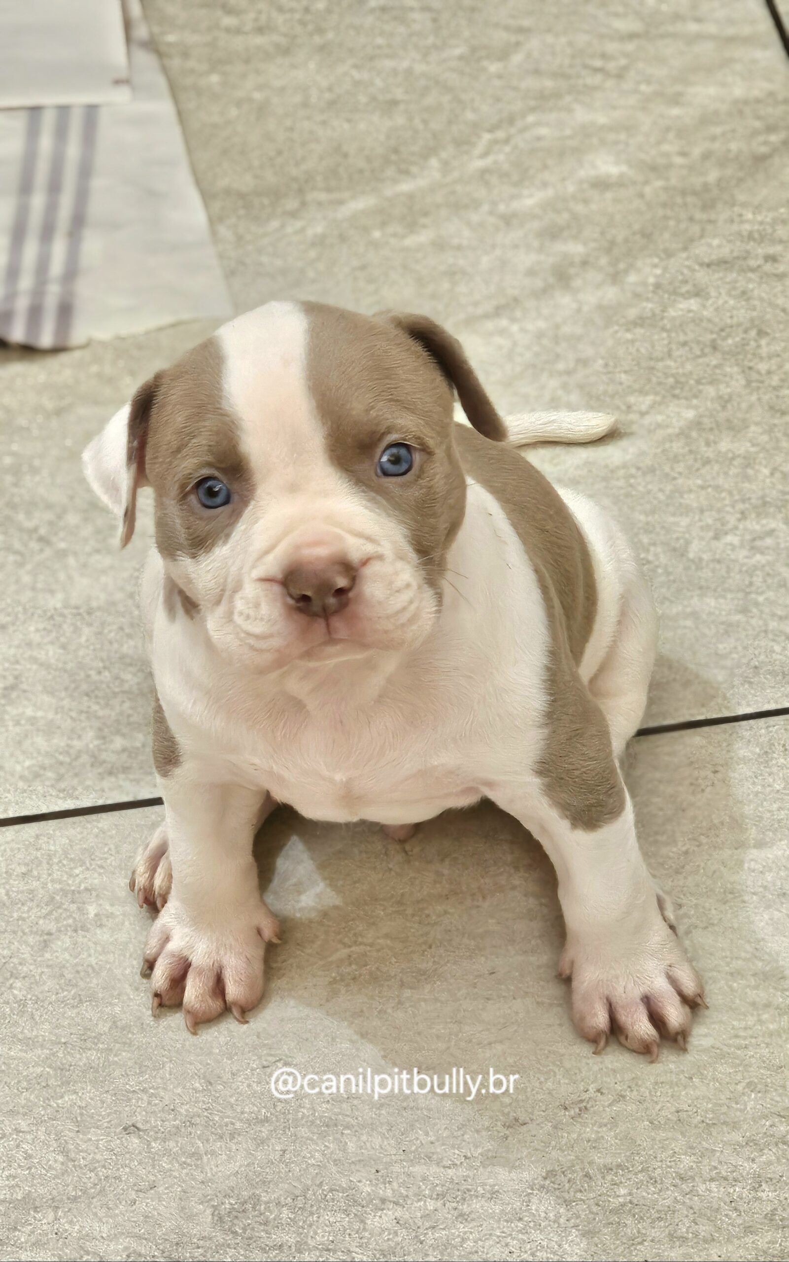 Filhotes de Pit bull Monster e American Bully - Canil PITBULLY