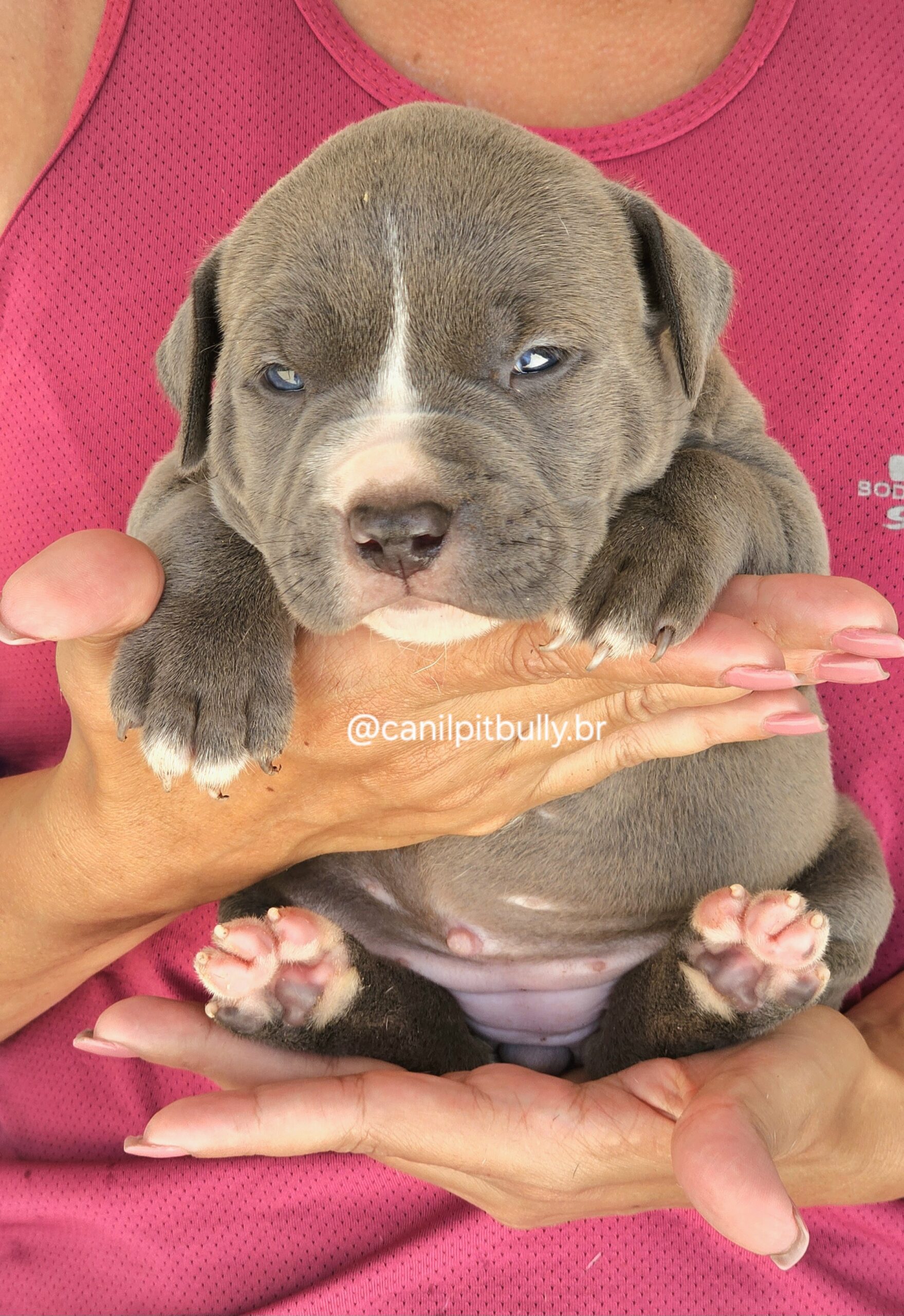 Filhotes de Pit bull Monster e American Bully - Canil PITBULLY