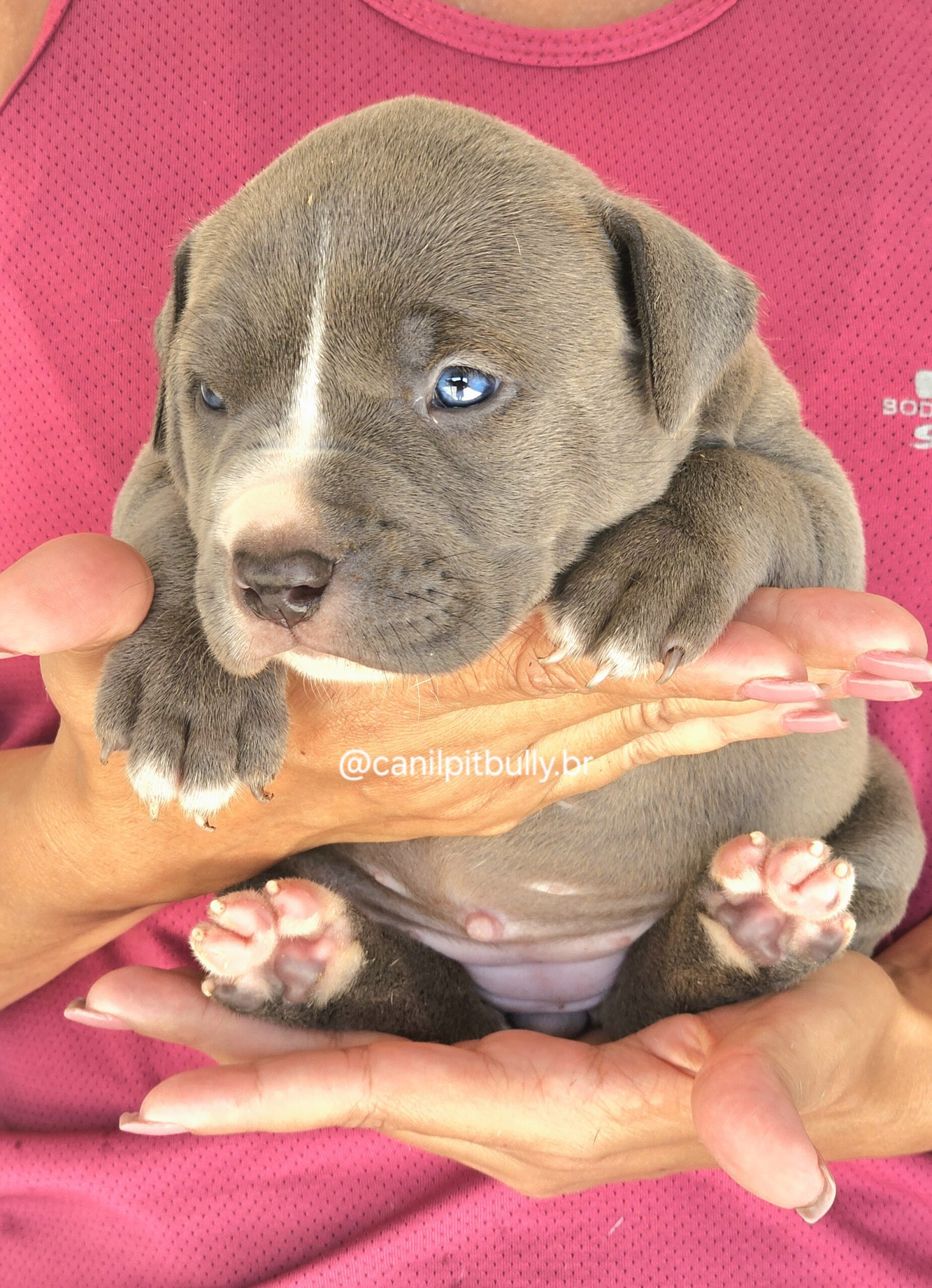 Filhotes de Pit bull Monster e American Bully - Canil PITBULLY