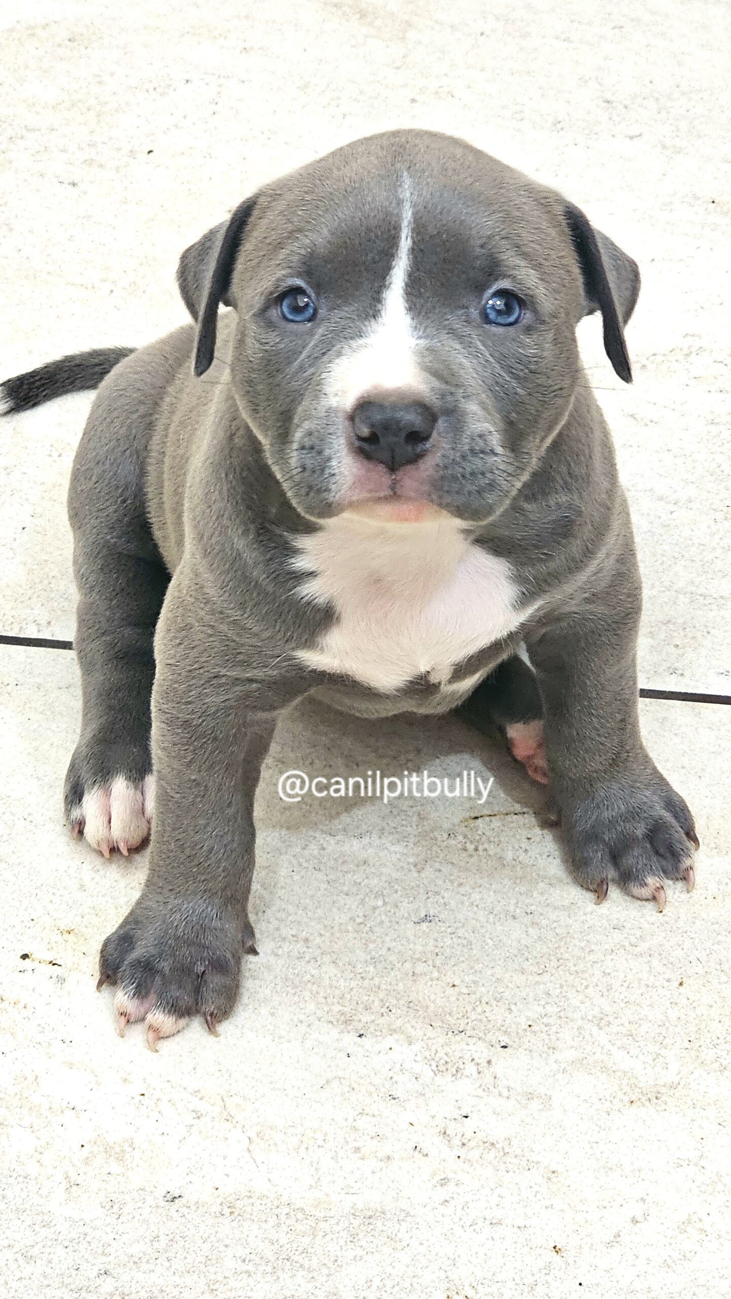 Filhotes de Pit bull Monster e American Bully - Canil PITBULLY