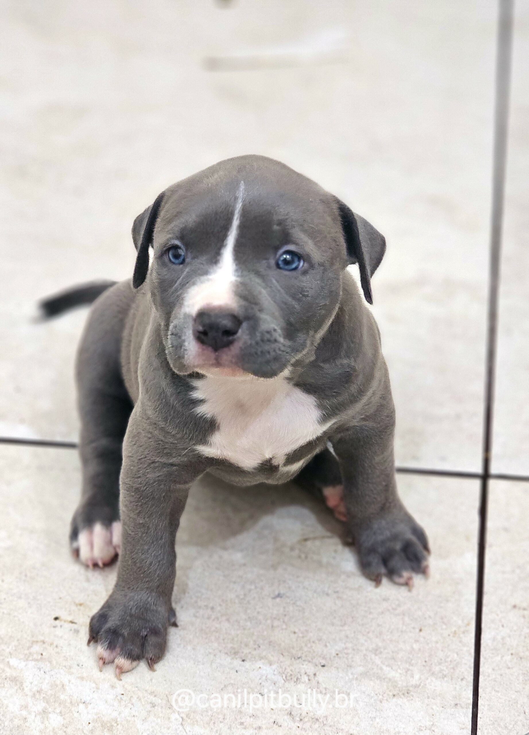 Filhotes de Pit bull Monster e American Bully - Canil PITBULLY
