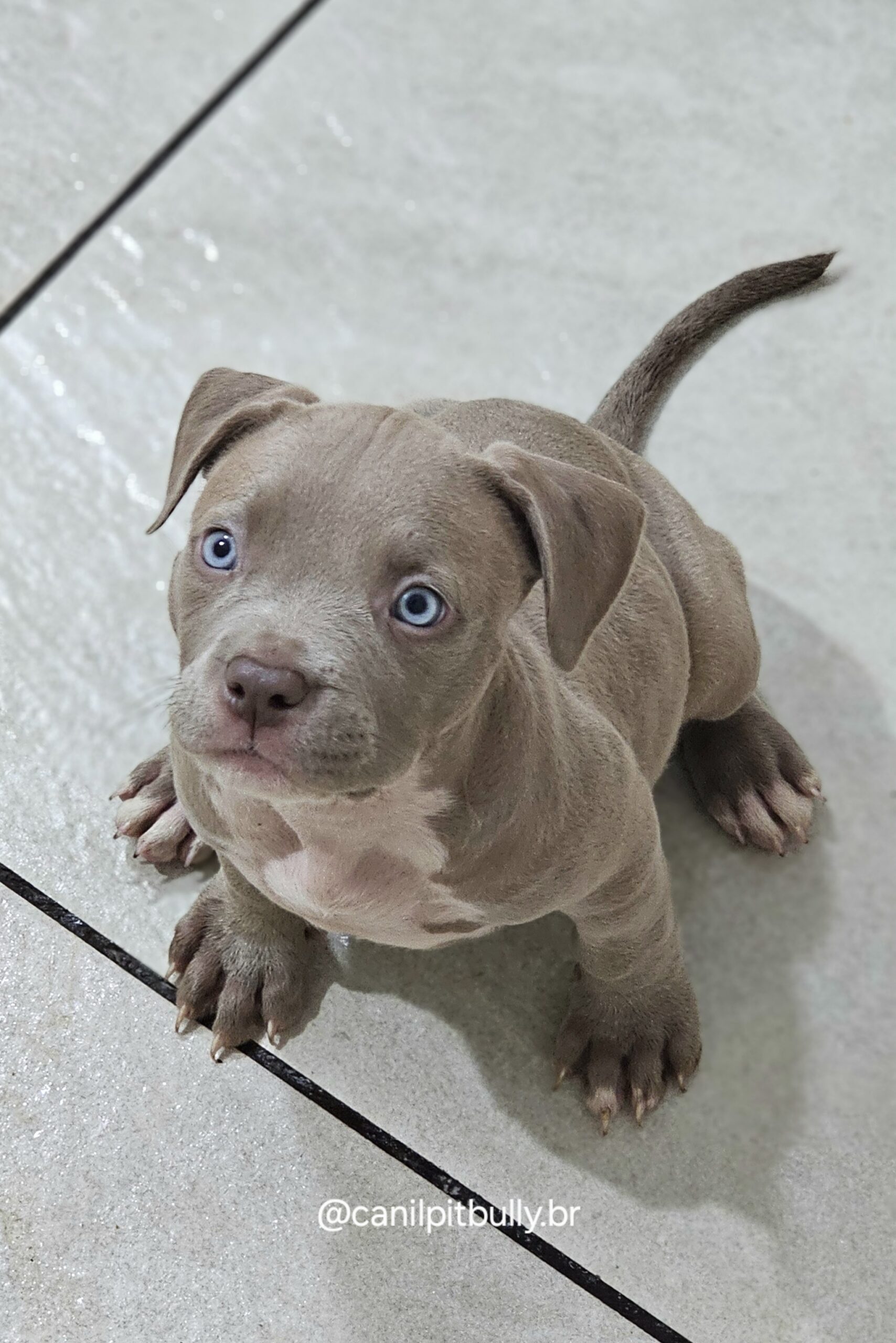 Filhotes de Pit bull Monster e American Bully - Canil PITBULLY