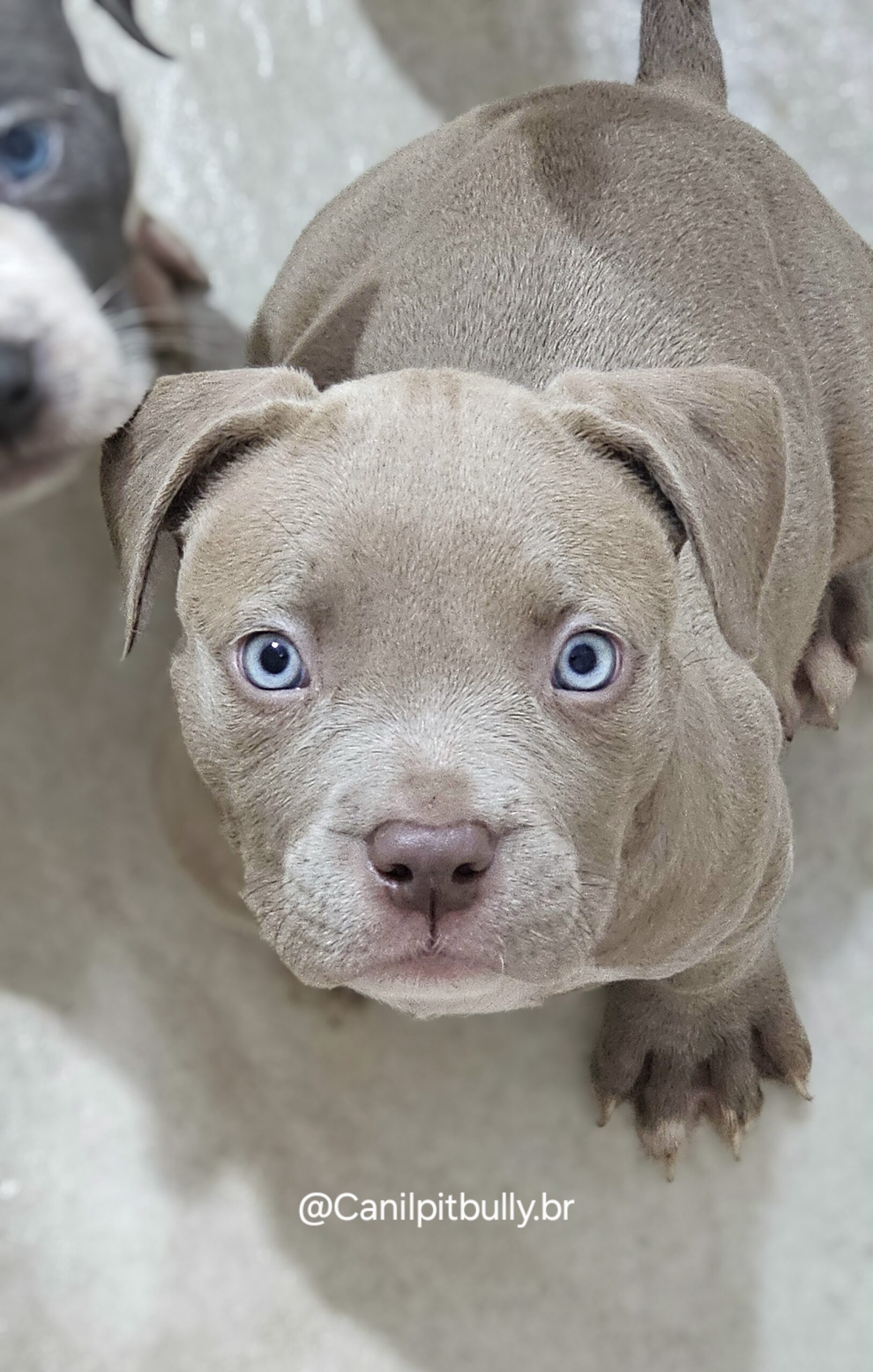Filhotes de Pit bull Monster e American Bully - Canil PITBULLY