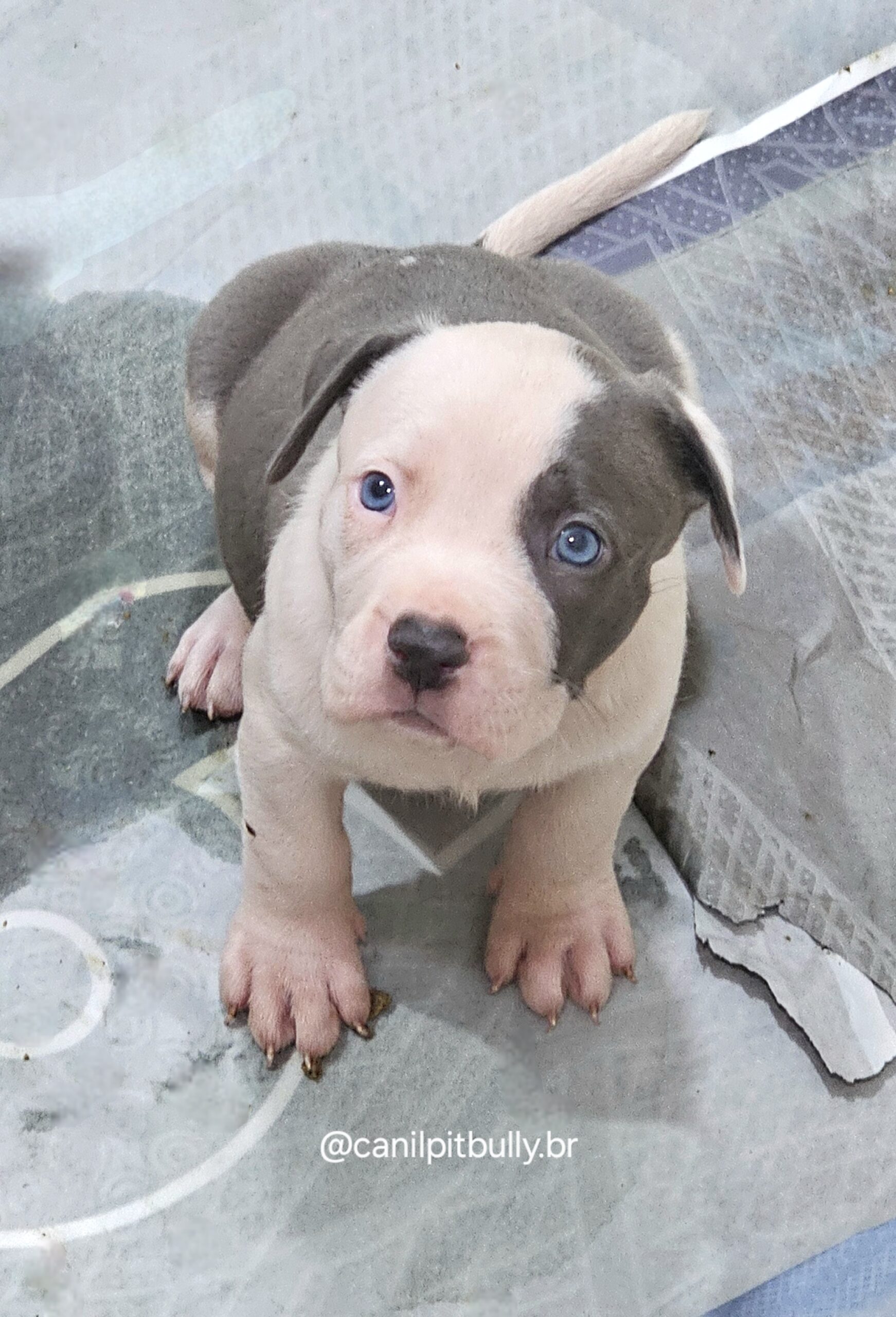 Filhotes de Pit bull Monster e American Bully - Canil PITBULLY