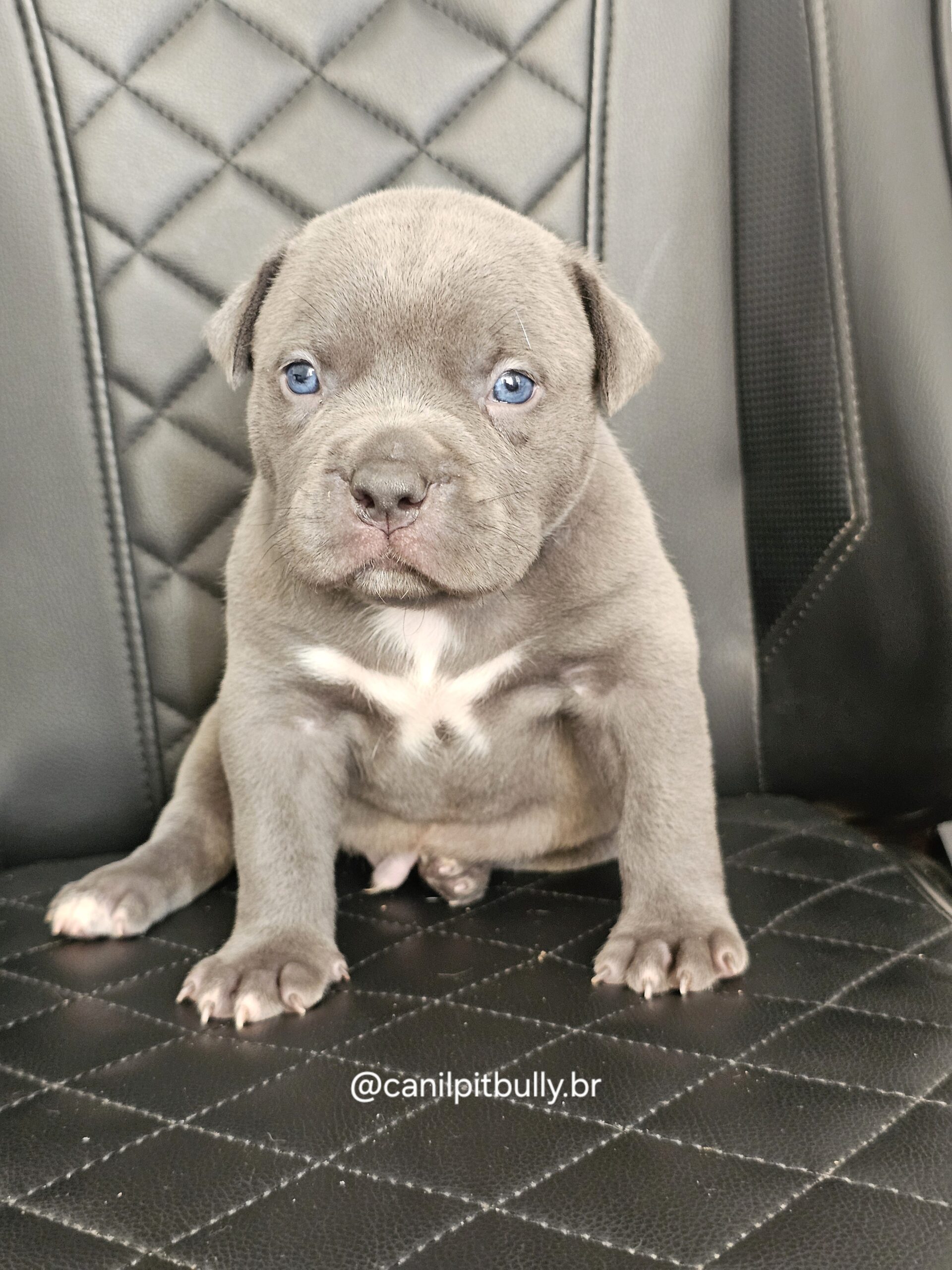 Filhotes de Pit bull Monster e American Bully - Canil PITBULLY