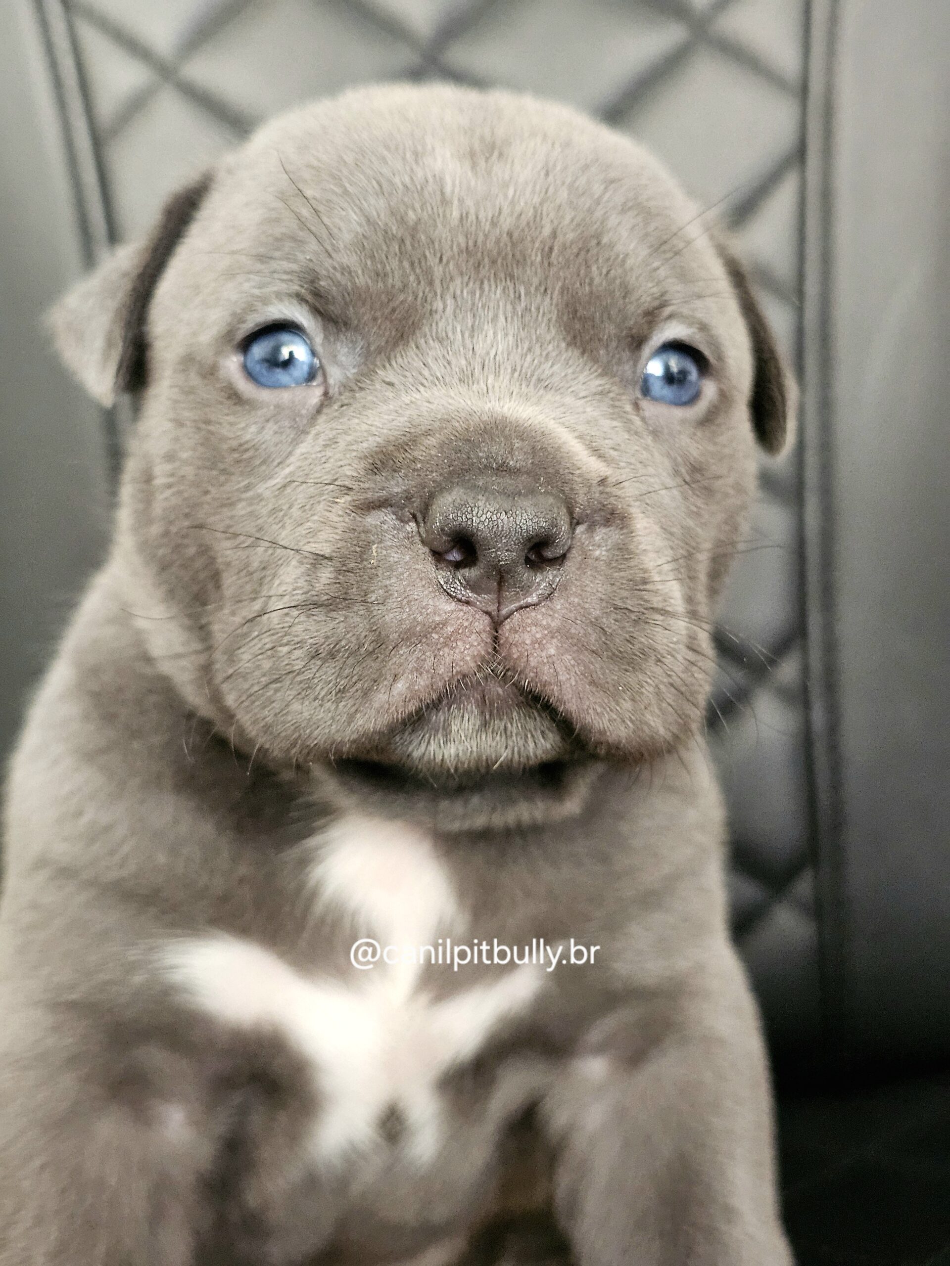 Filhotes de Pit bull Monster e American Bully - Canil PITBULLY