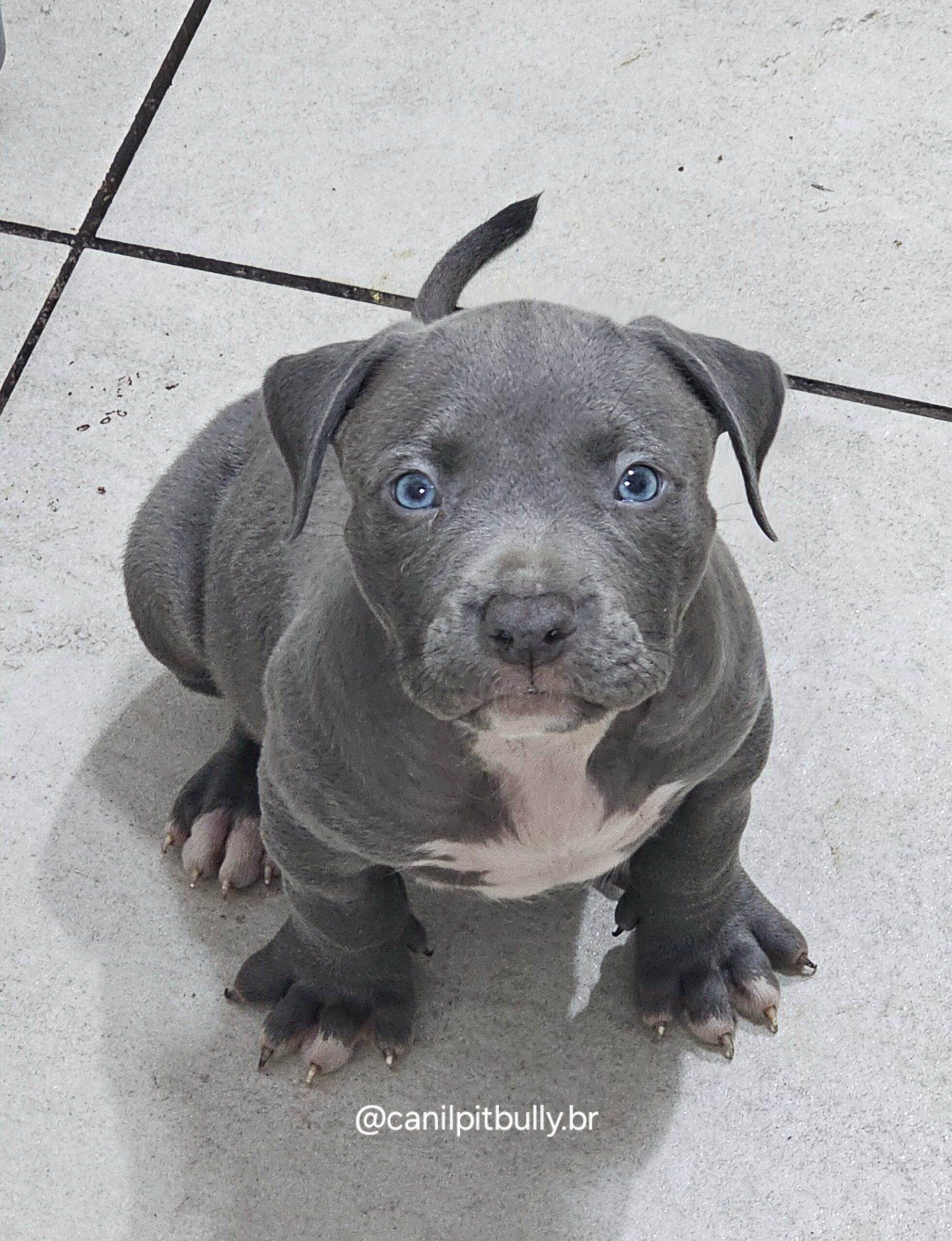 Macho Blue Cinza e Branco - Pit Monster- Canil PITBULLY