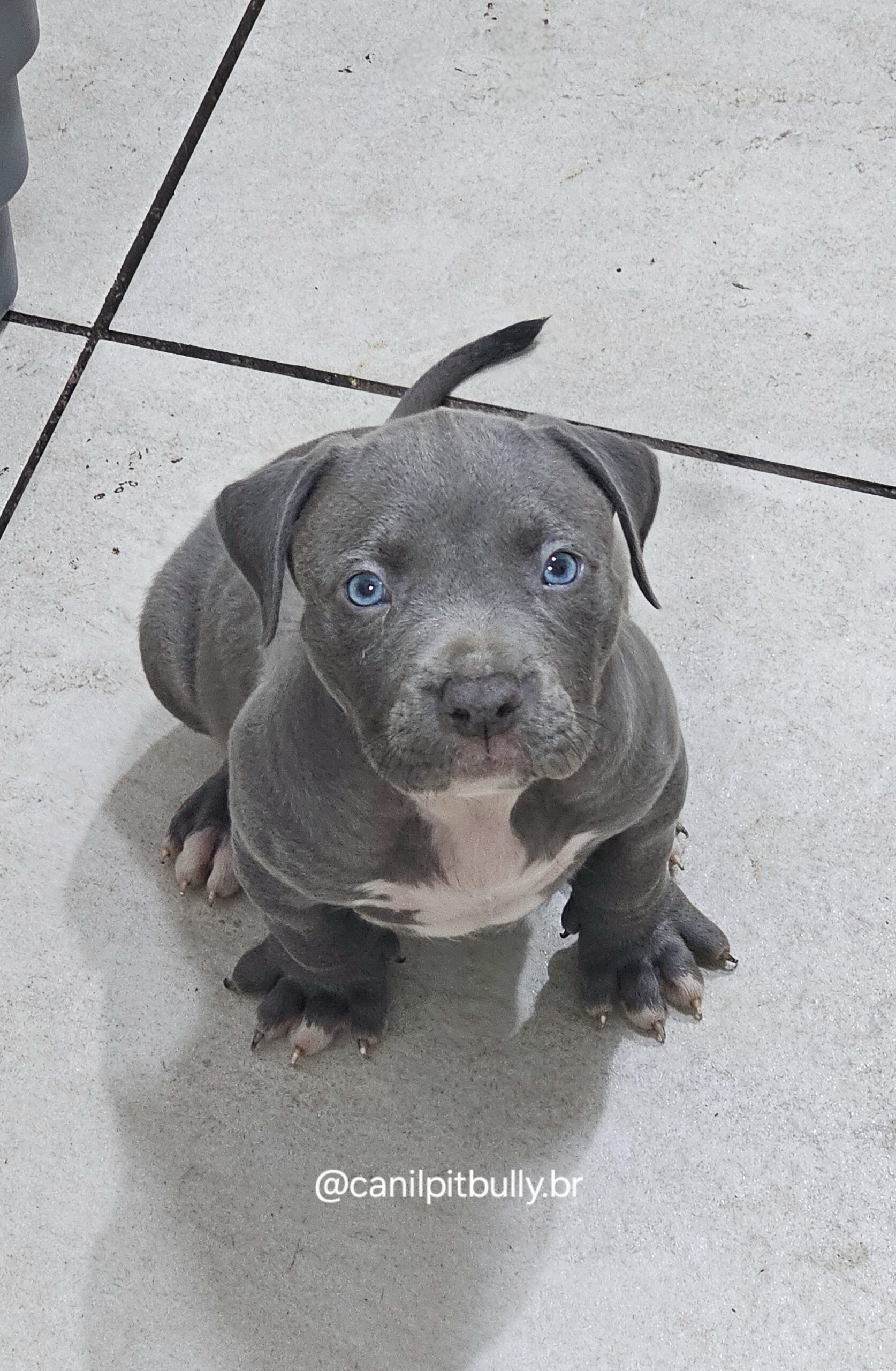 Filhotes de Pit bull Monster e American Bully - Canil PITBULLY