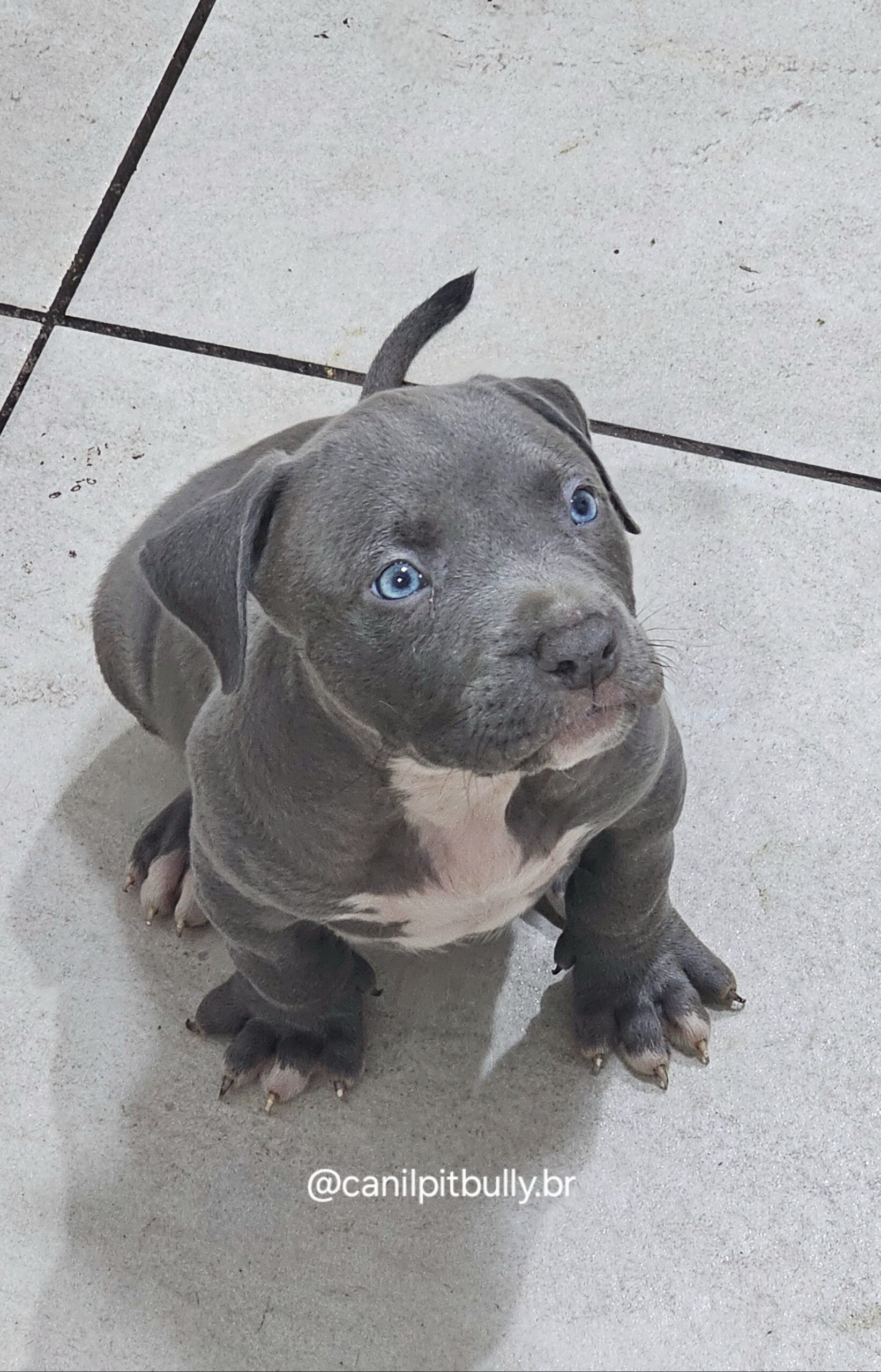 Filhotes de Pit bull Monster e American Bully - Canil PITBULLY