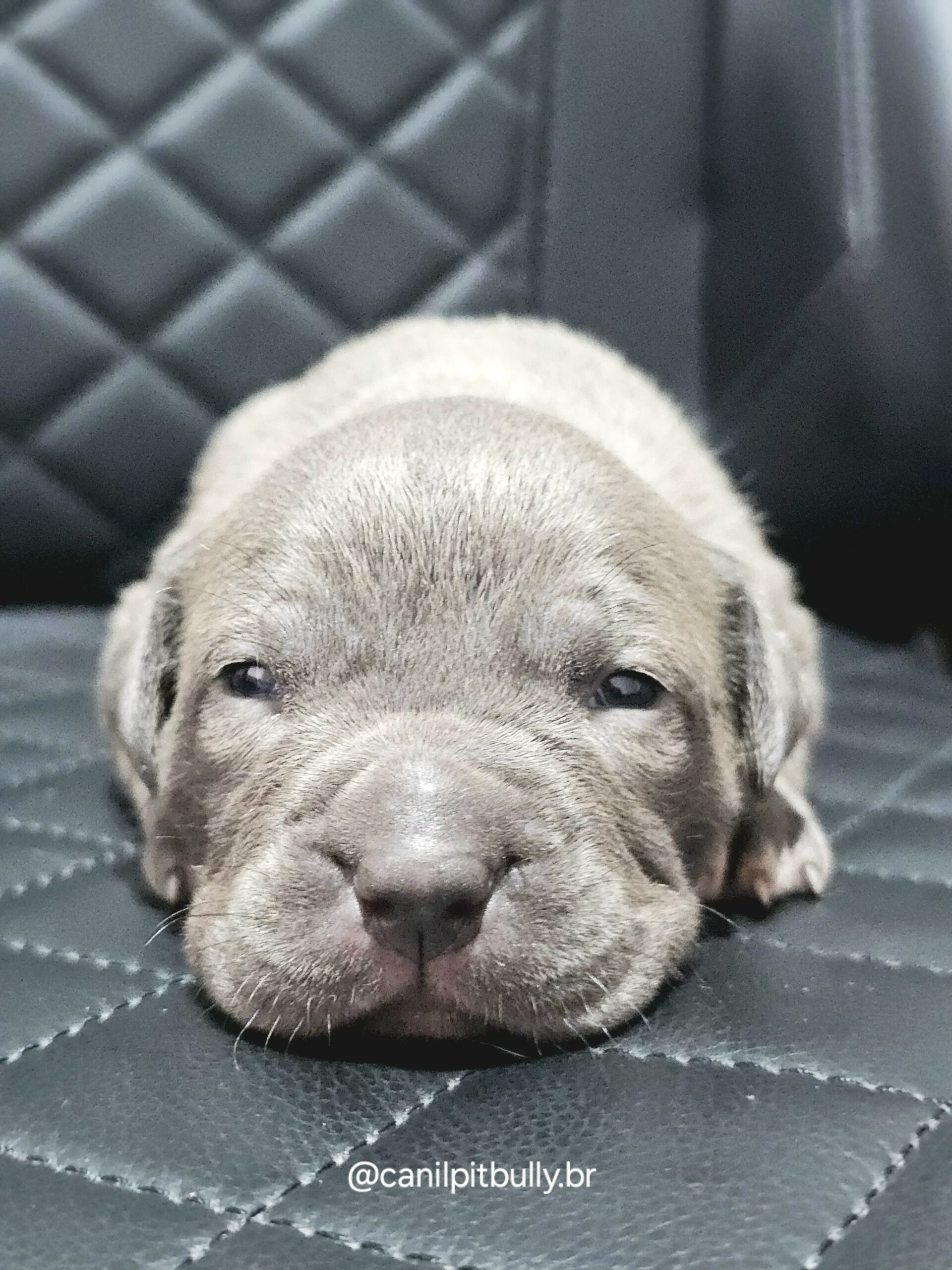 Filhotes de Pit bull Monster e American Bully - Canil PITBULLY