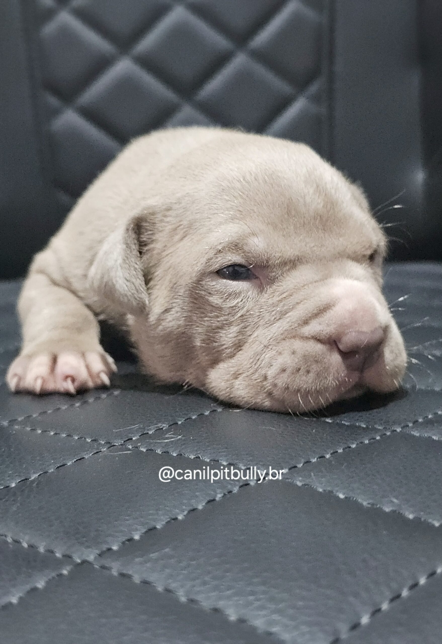Filhotes de Pit bull Monster e American Bully - Canil PITBULLY
