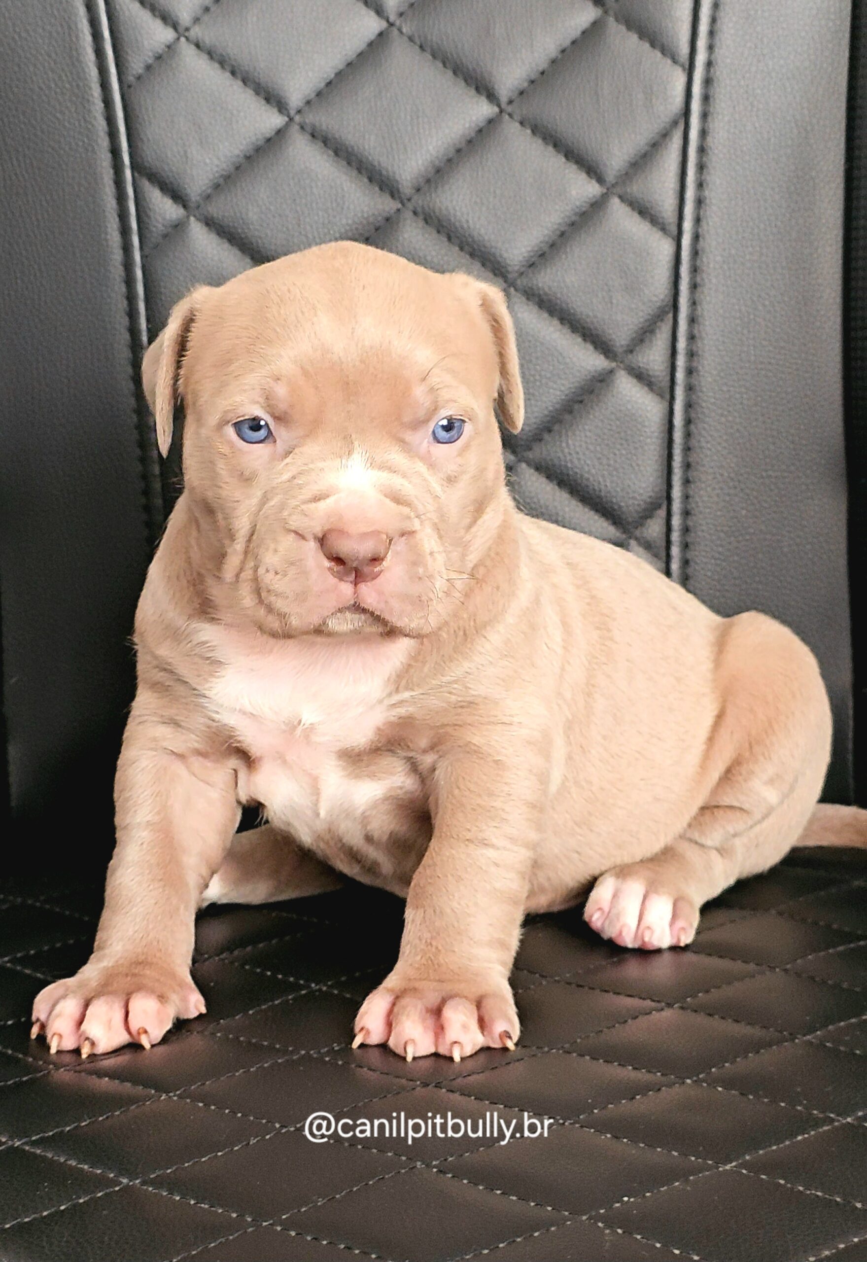 Filhotes de Pit bull Monster e American Bully - Canil PITBULLY