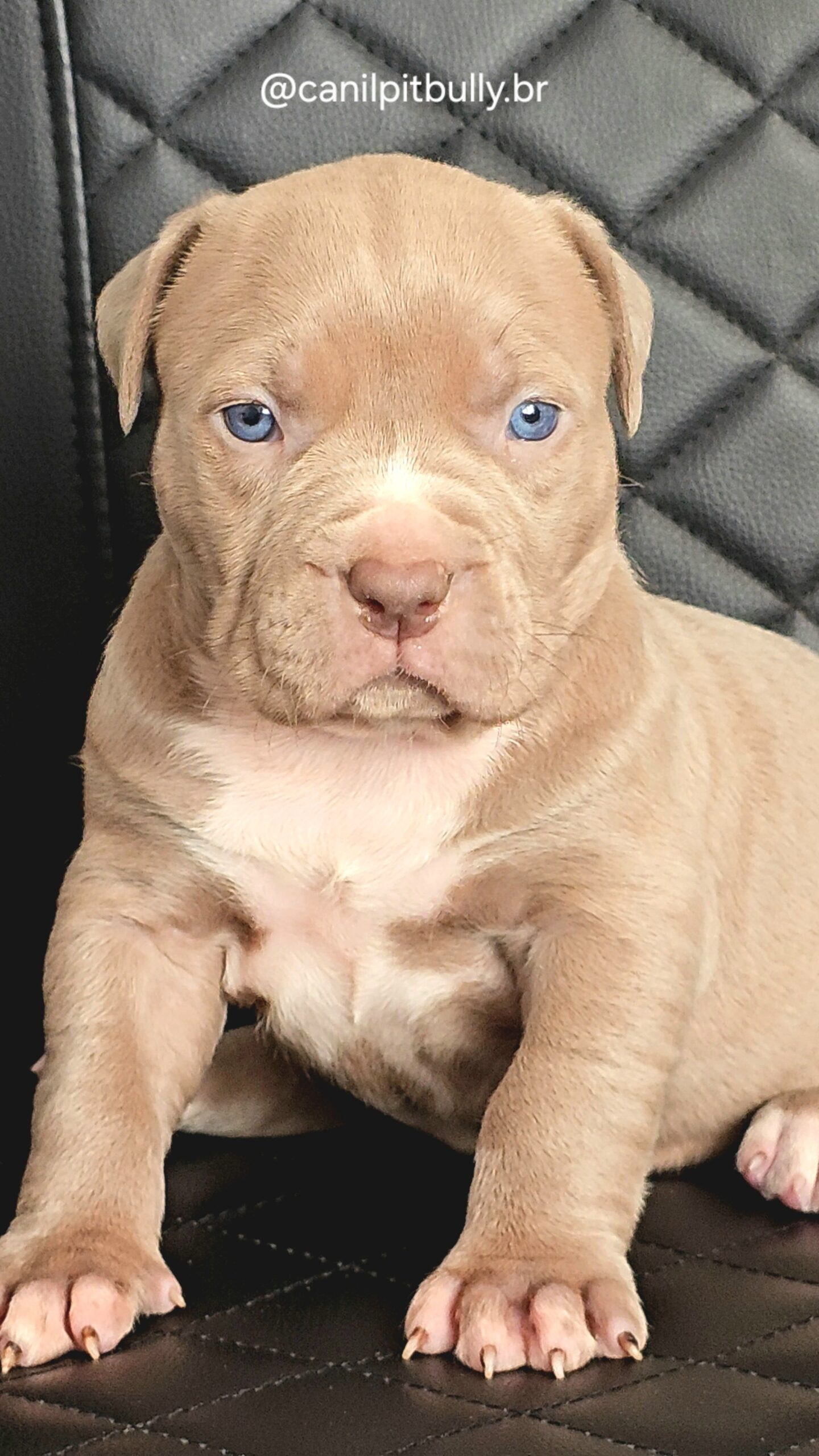 Filhotes de Pit bull Monster e American Bully - Canil PITBULLY