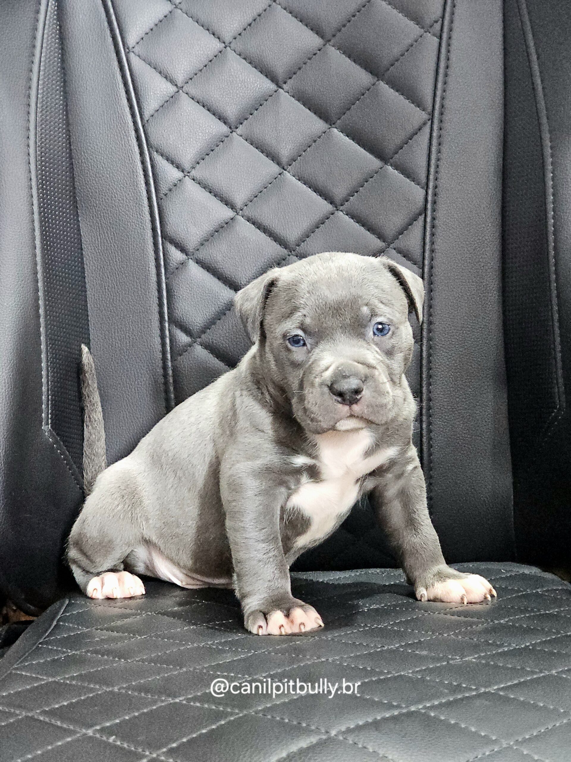 Filhotes de Pit bull Monster e American Bully - Canil PITBULLY