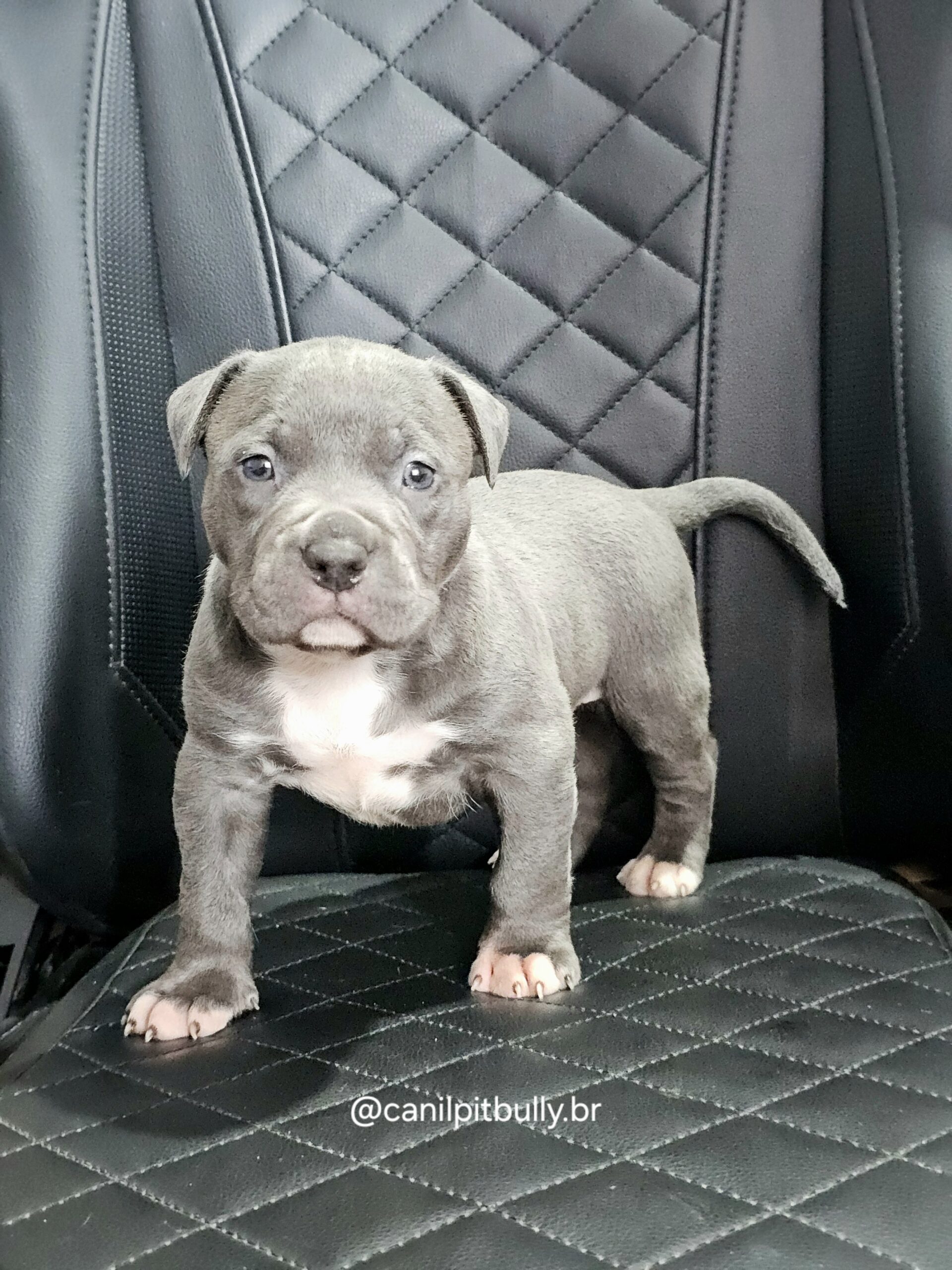 Filhotes de Pit bull Monster e American Bully - Canil PITBULLY